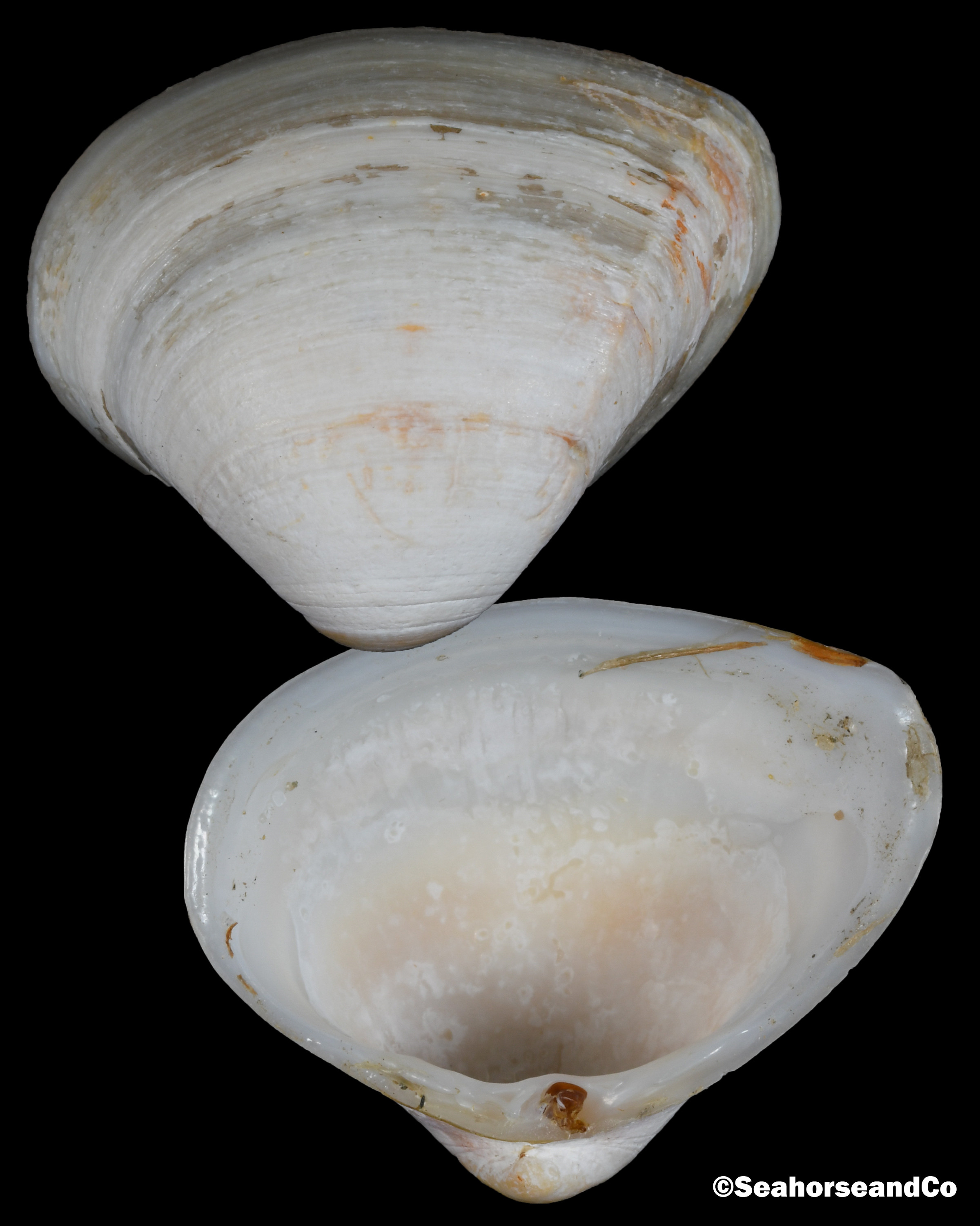 Dwarf Surfclam: Mulinia lateralis (Say, 1822)