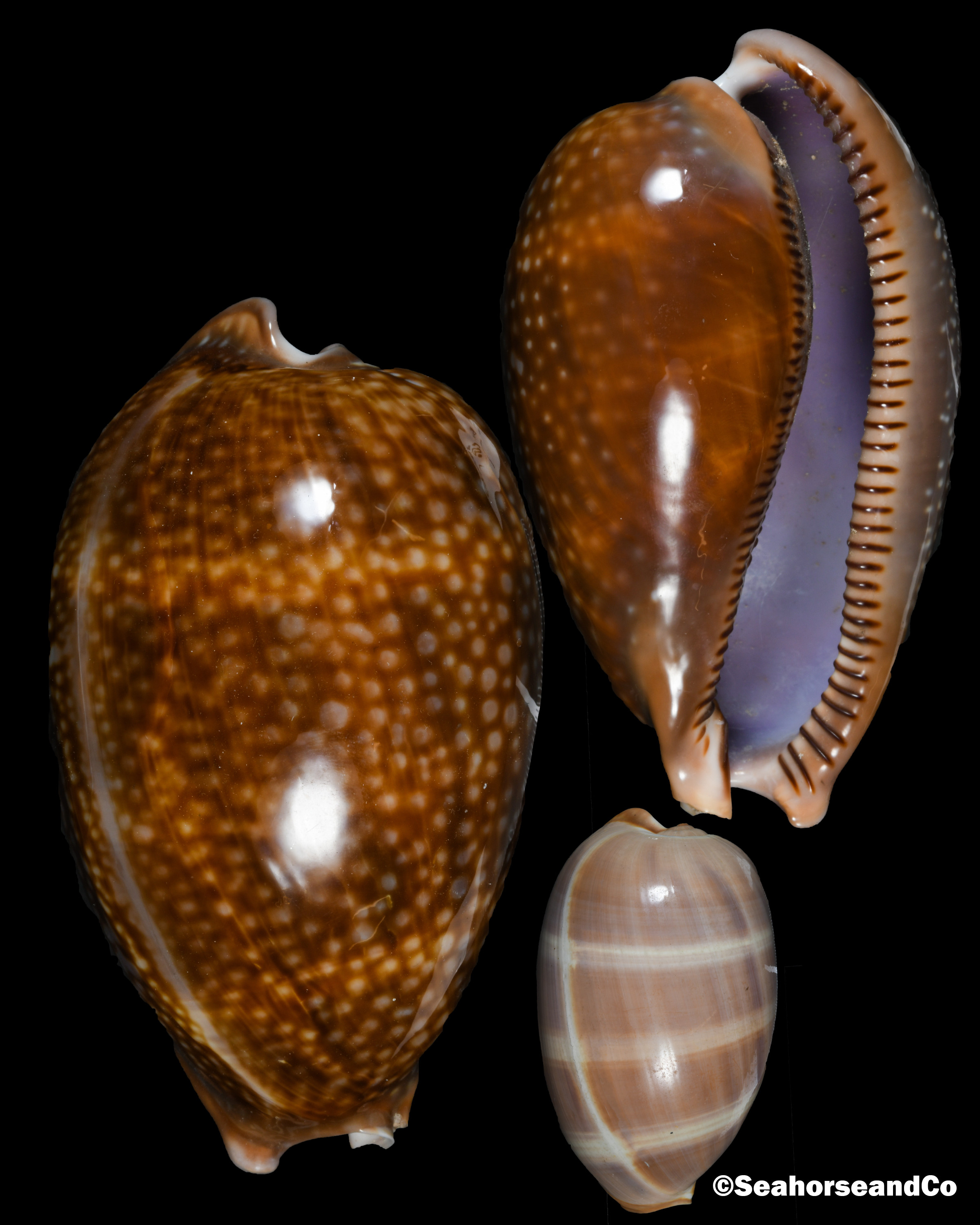 Atlantic Deer Cowry: Macrocypraea cervus (Linnaeus, 1771)