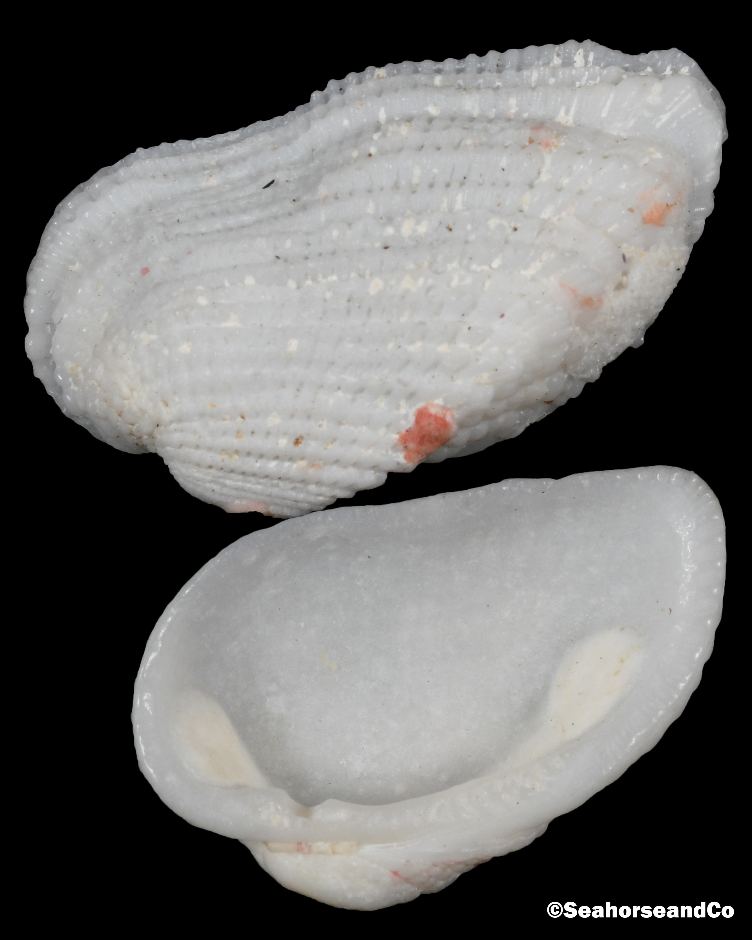 White Miniature Ark: Barbatia domingensis (Lamarck, 1819)