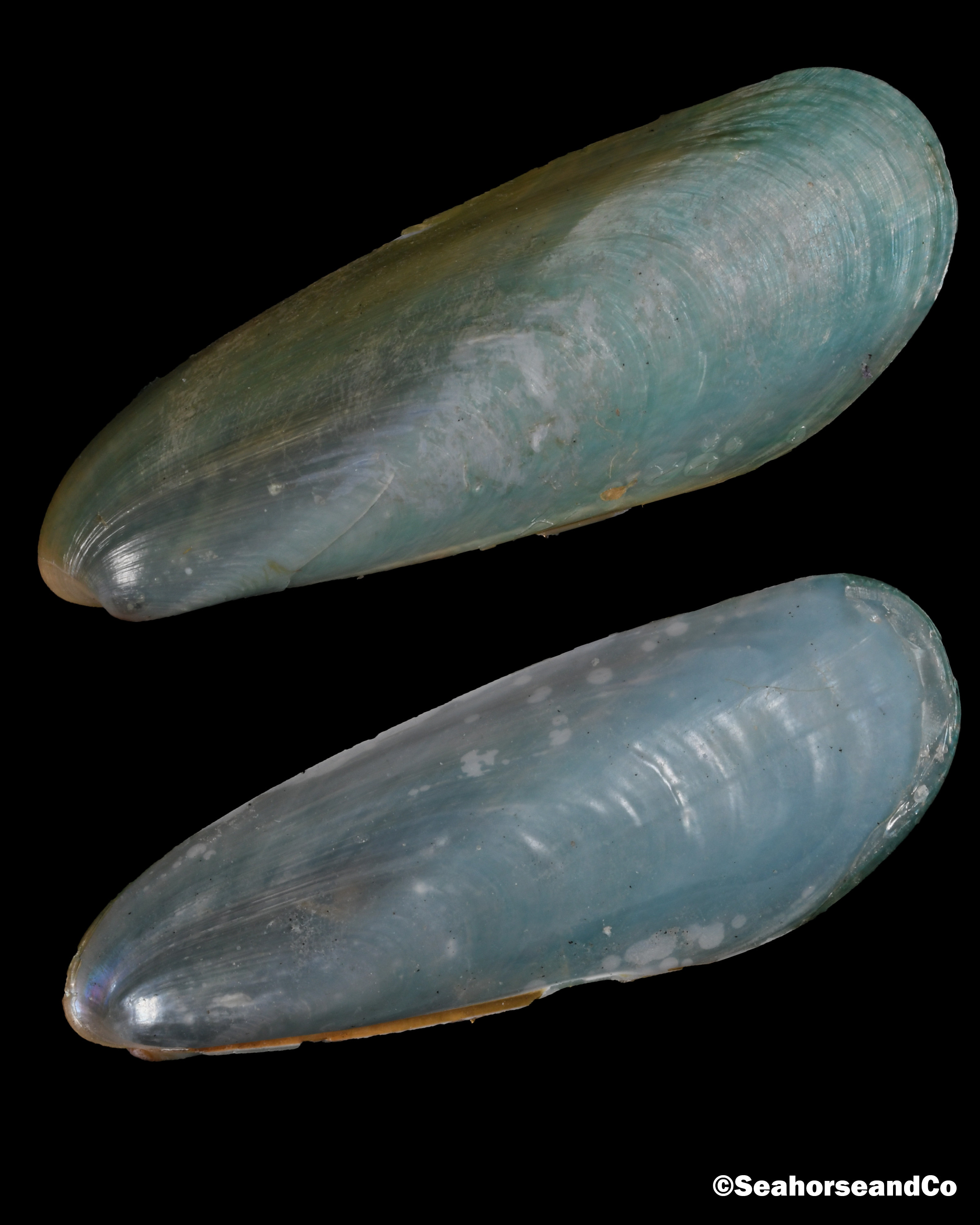 Atlantic Papermussel: Arcuatula papyria (Conrad, 1846)