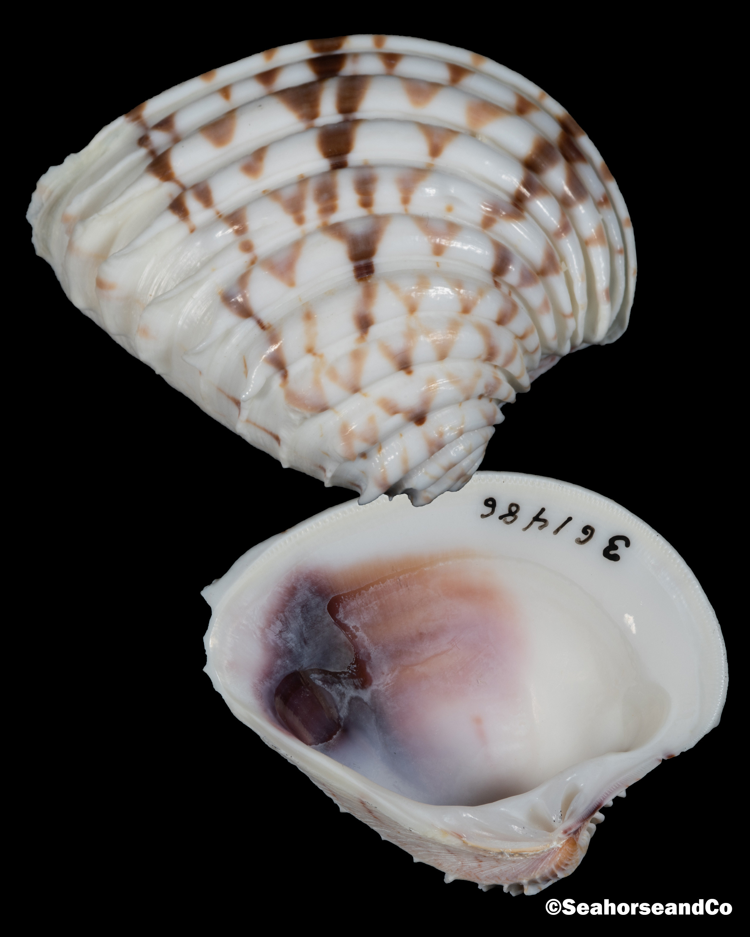 King Venus: Lirophora paphia (Linnaeus, 1767)