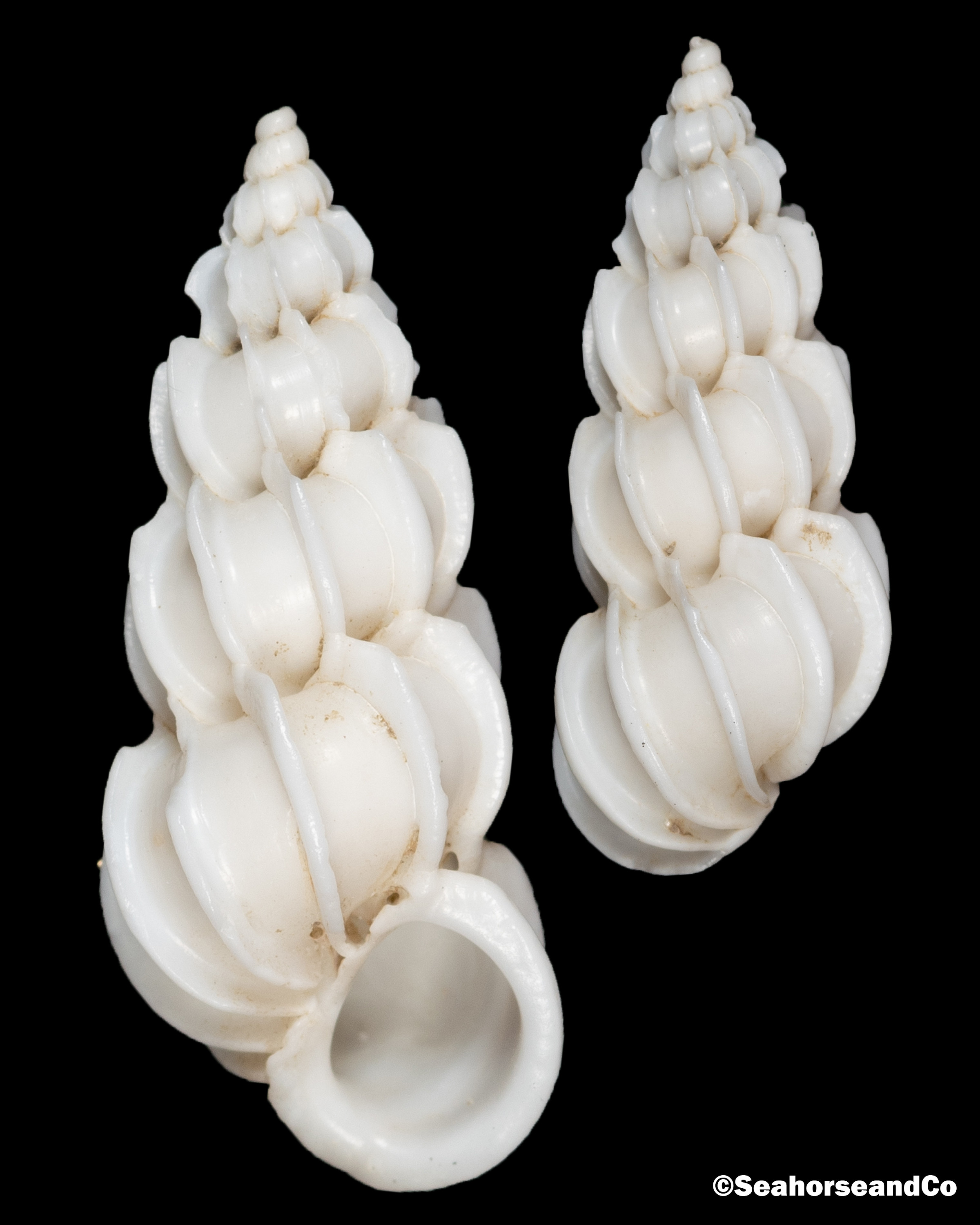 Angulate Wentletrap: Epitonium Angulatum (say, 1831)