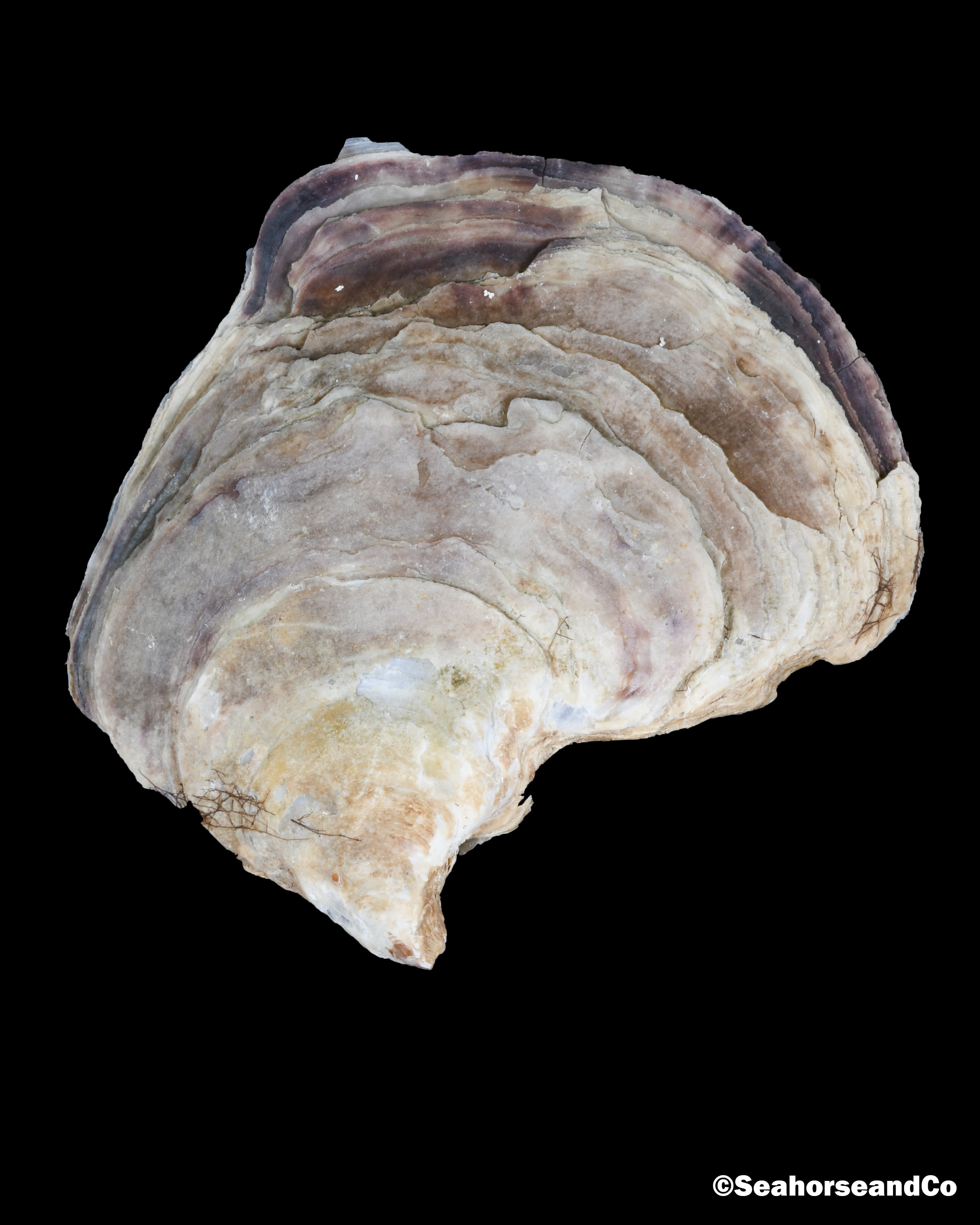 Flat Tree Oyster: Isognomon alatus (Gmelin, 1791)