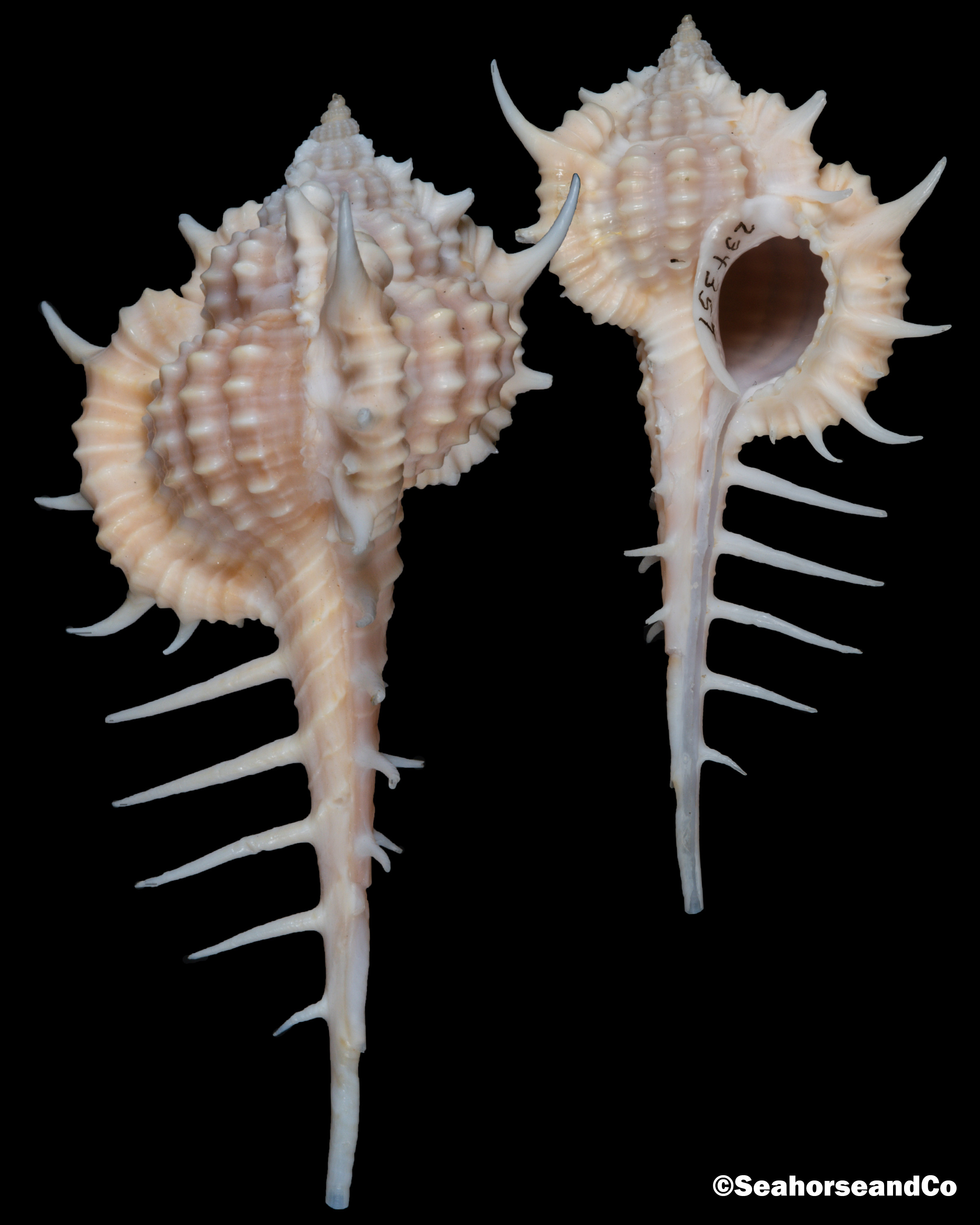 Cabrit Murex: Vokesimurex cabritii (Bernardi, 1859)