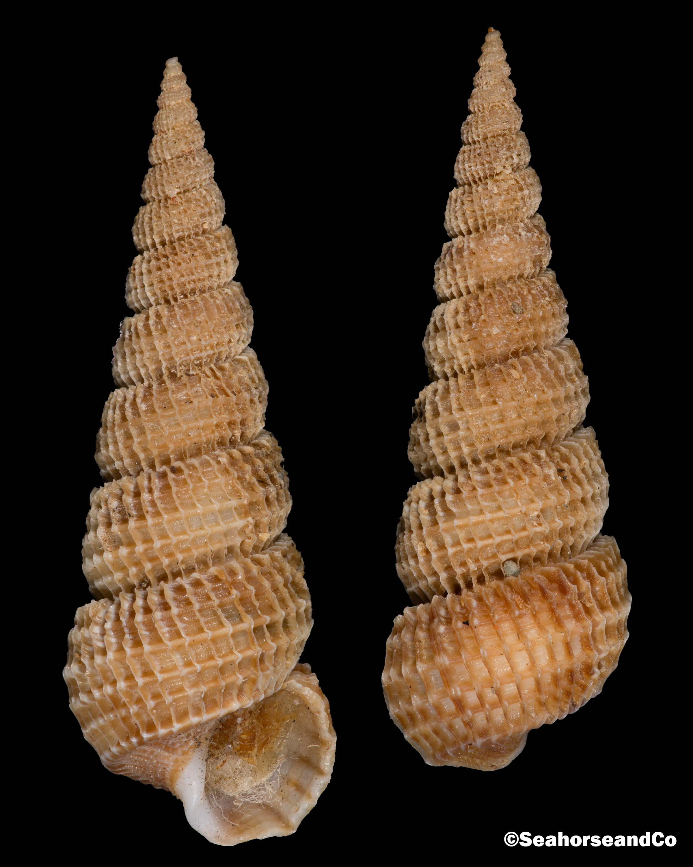 Reticulate Wentletrap: Amaea retifera (Dall, 1889)