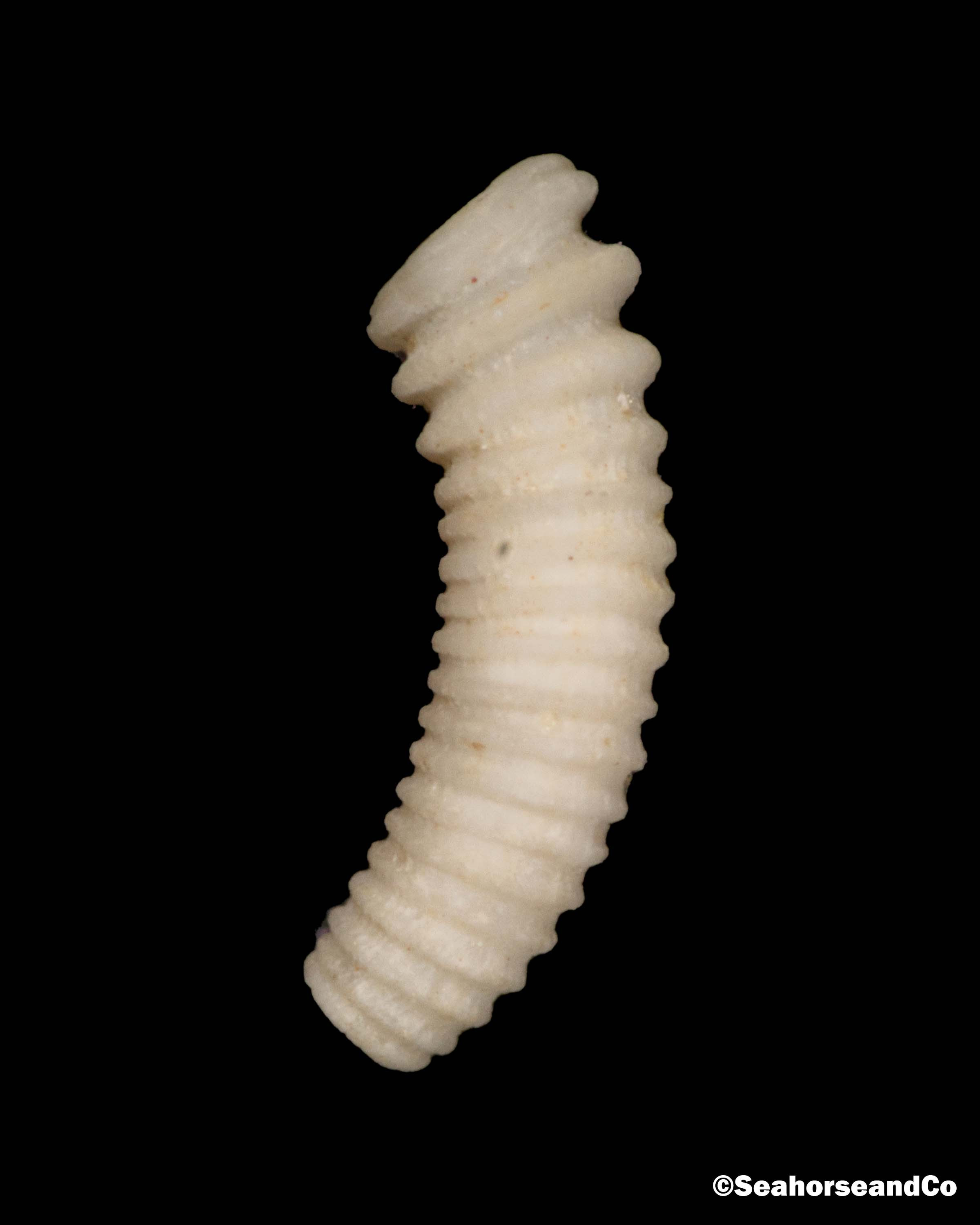 Florida Caecum: Caecum floridanum W. Stimpson, 1851