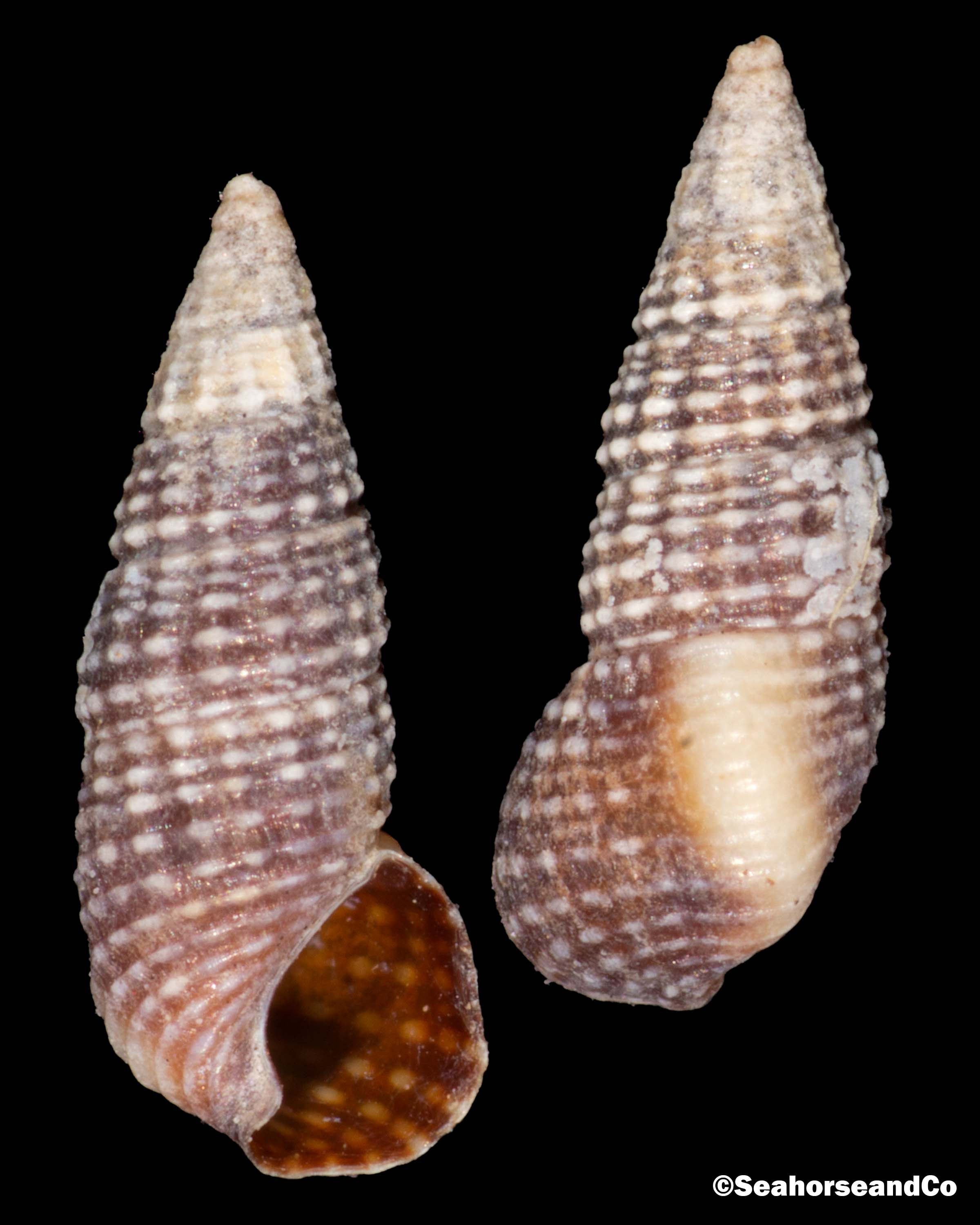 Grass Cerith: Bittiolum varium (L. Pfeiffer, 1840)