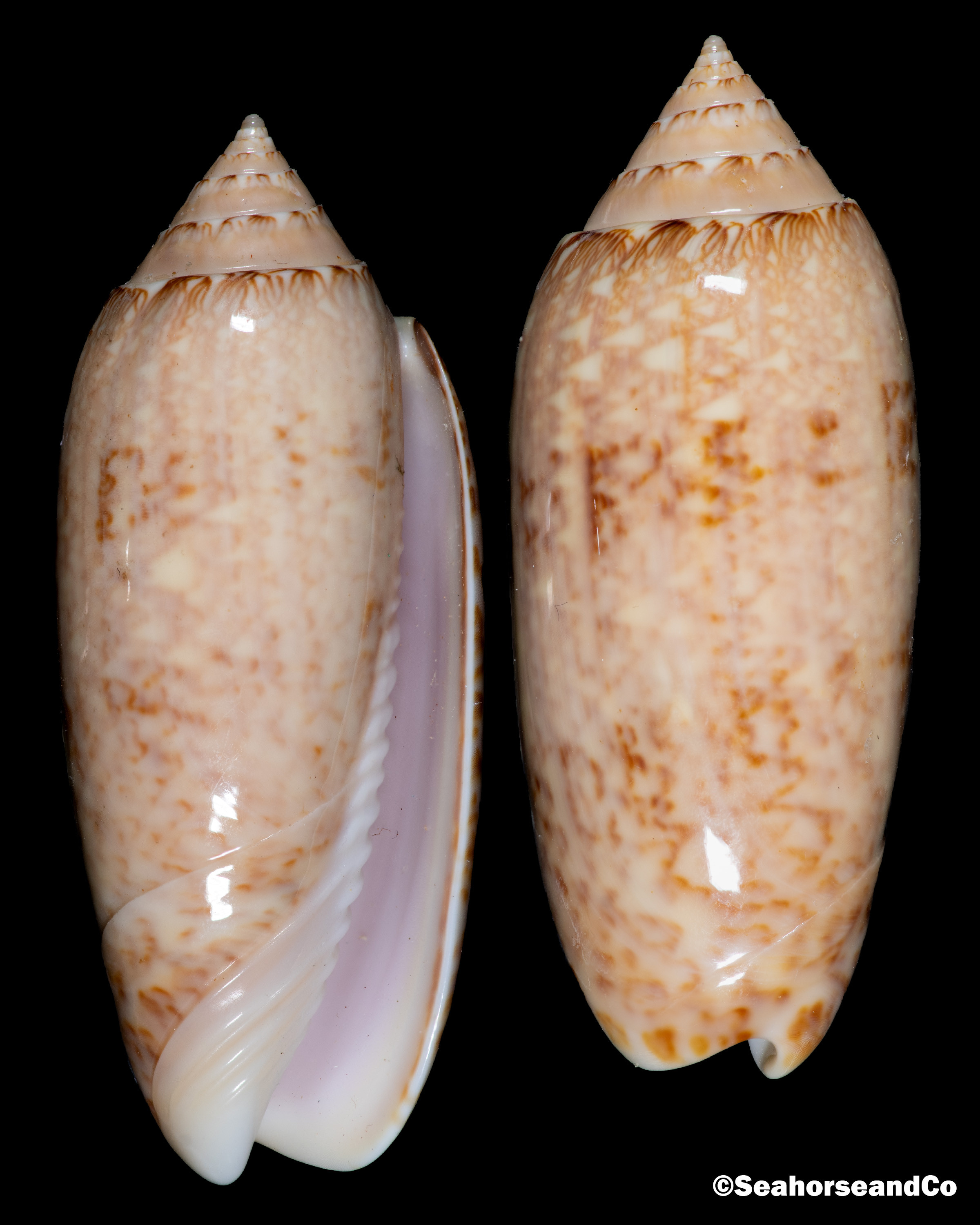 Caribbean olive: Oliva scripta Lamarck, 1811