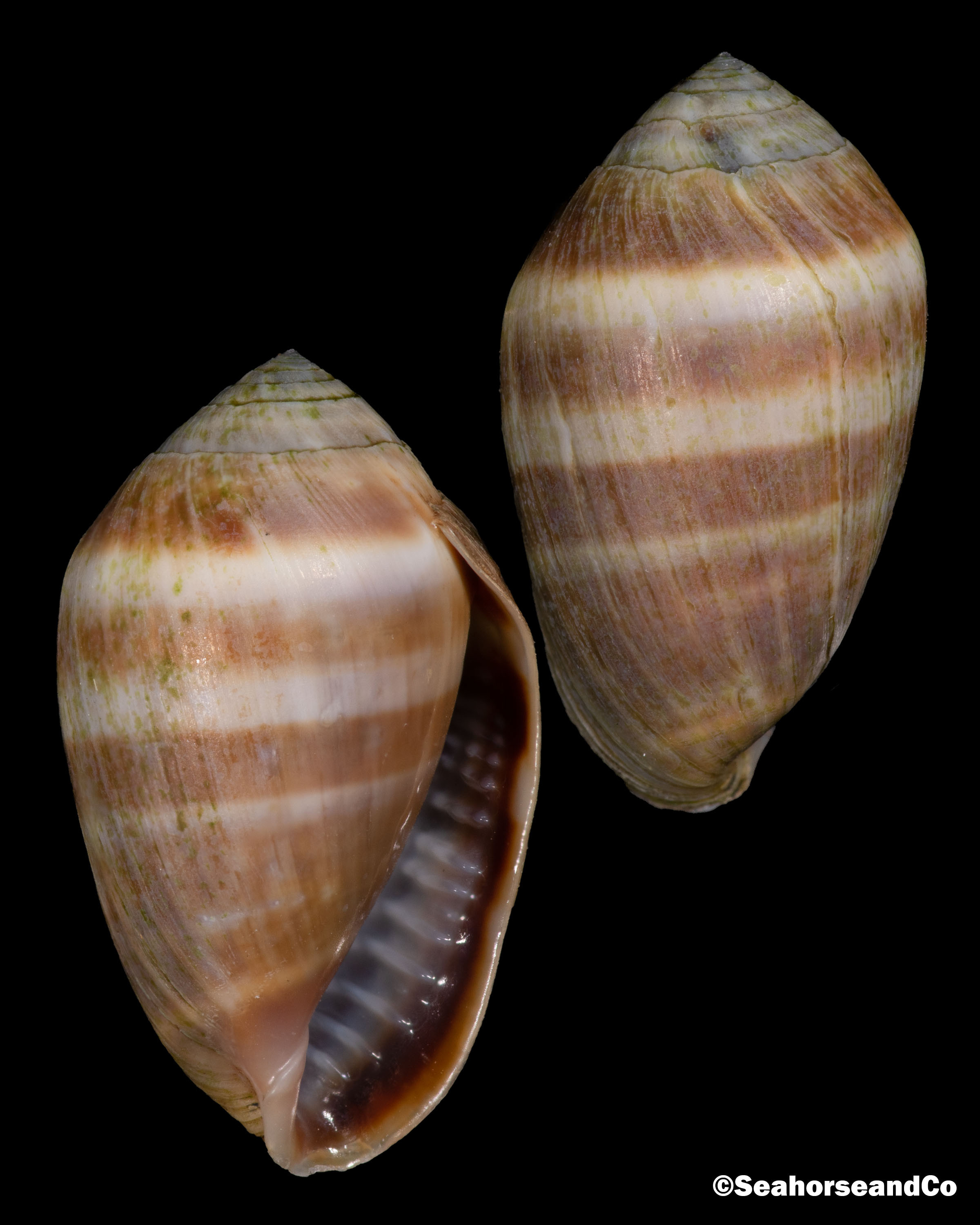 Coffee Bean Snail: Melampus coffea (Linnaeus, 1758)