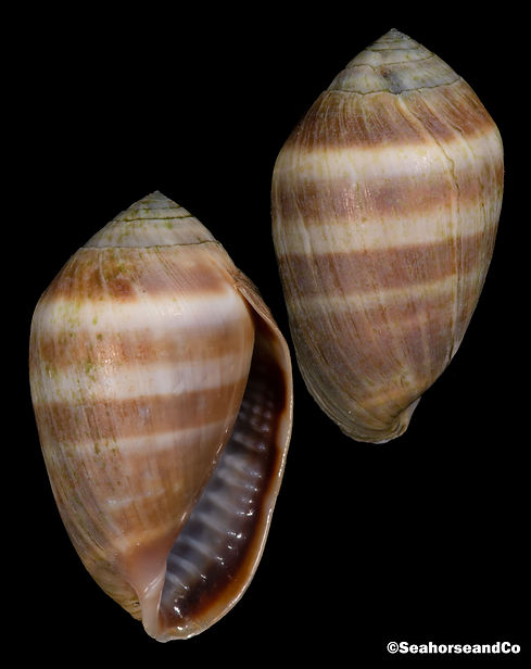 Coffee Bean Snail: Melampus coffea (Linnaeus, 1758)