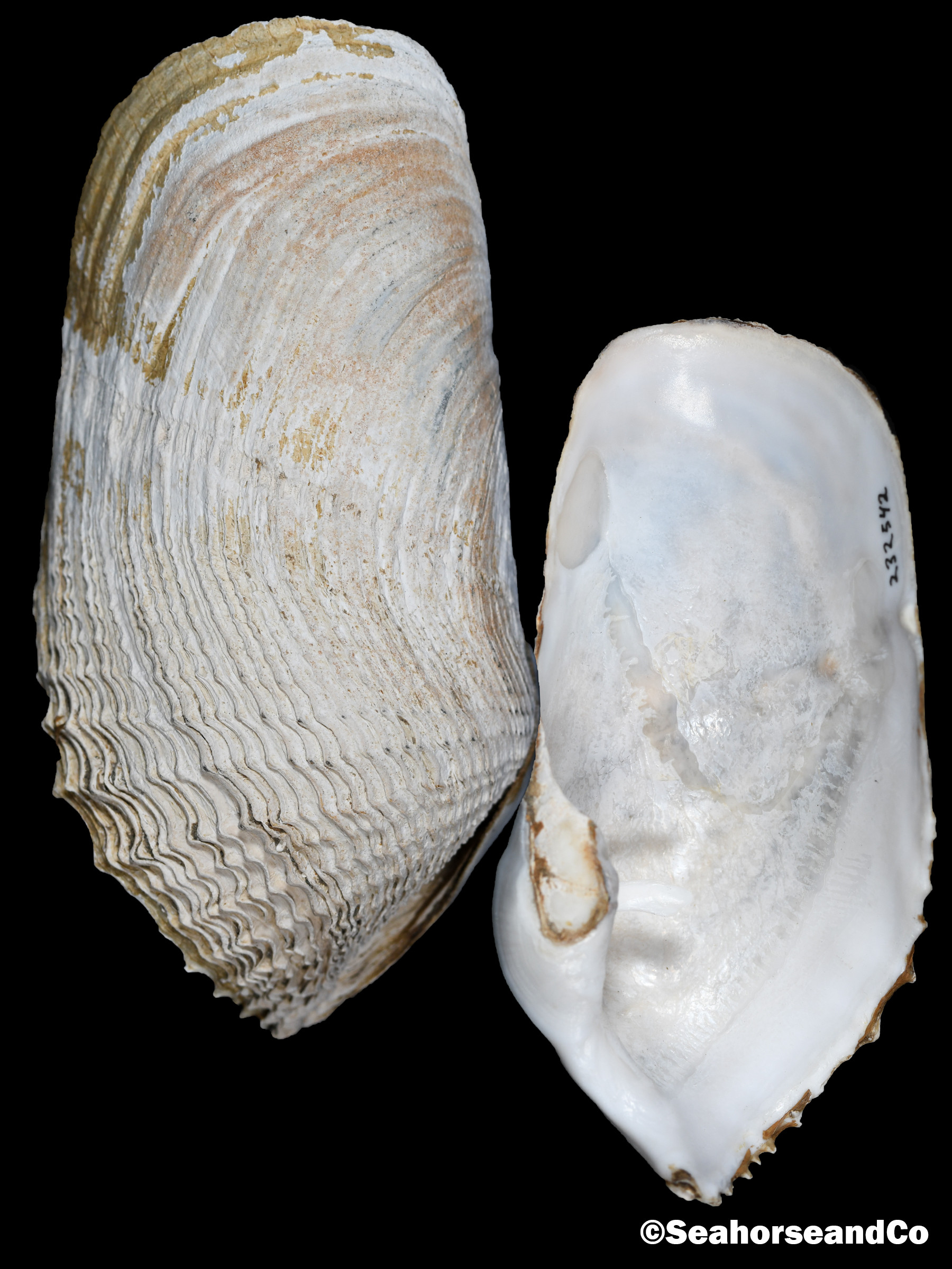 Great Piddock: Zirfaea crispata (Linnaeus, 1758)
