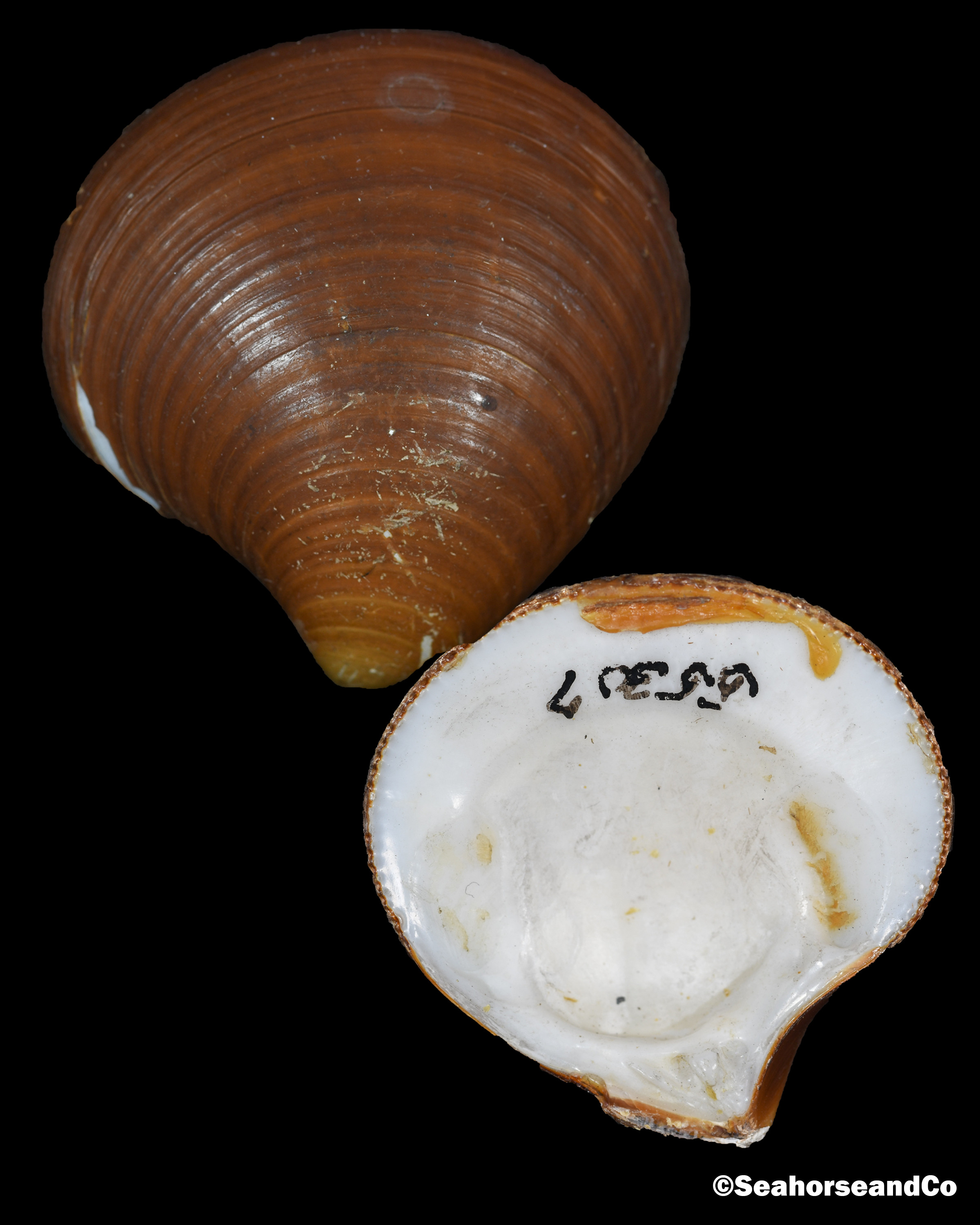 Chestnut Clam: Astarte castanea (Say, 1822)