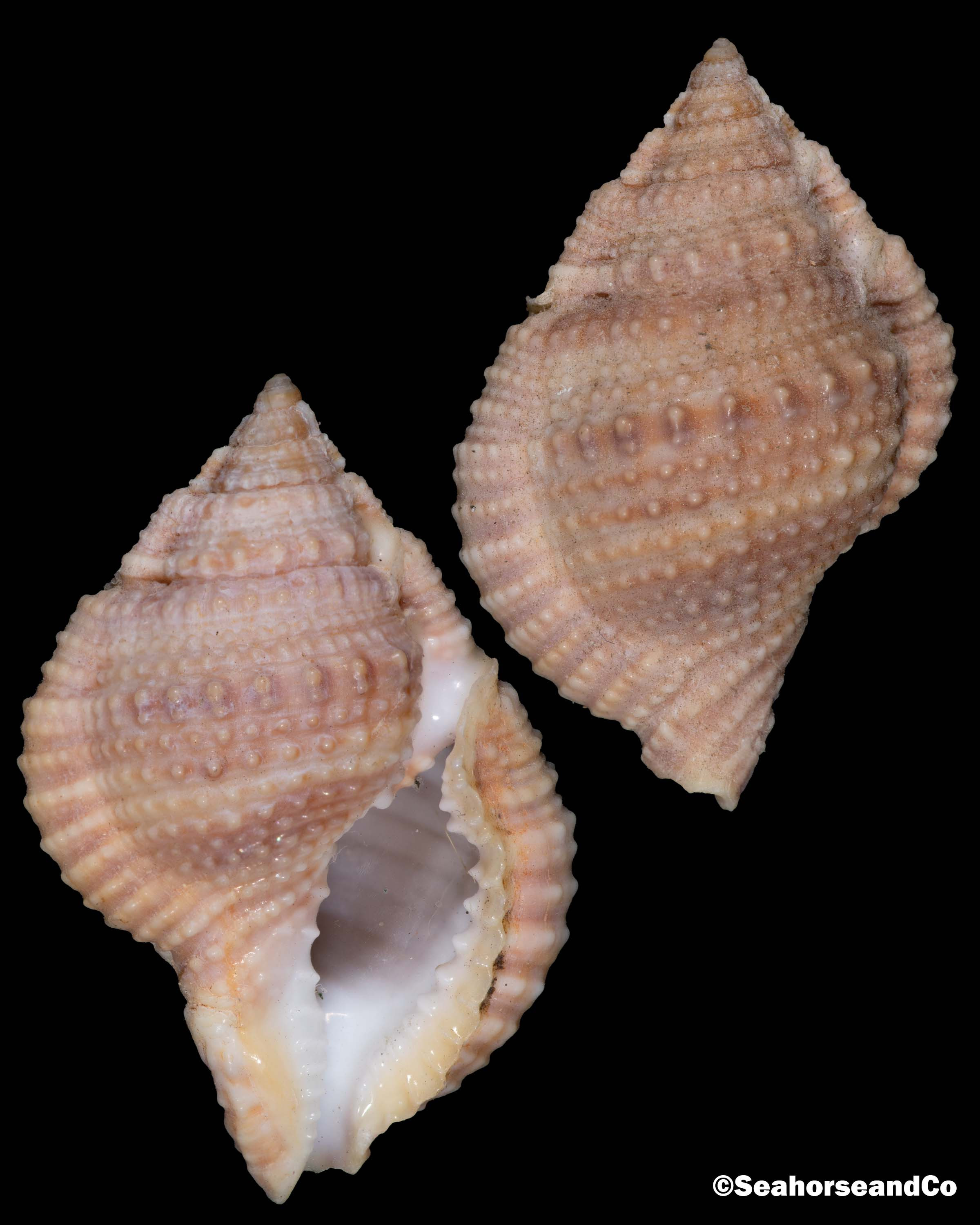 Chestnut Frog Shell: Marsupina bufo (Bruguière, 1792)