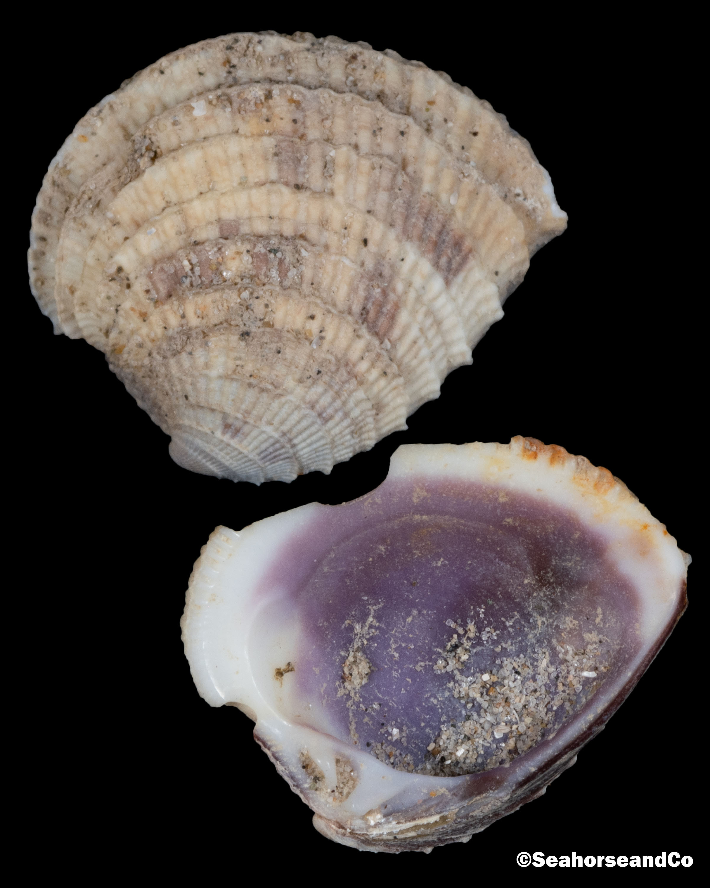 Cross-barred Venus: Chione elevata (Say, 1822)