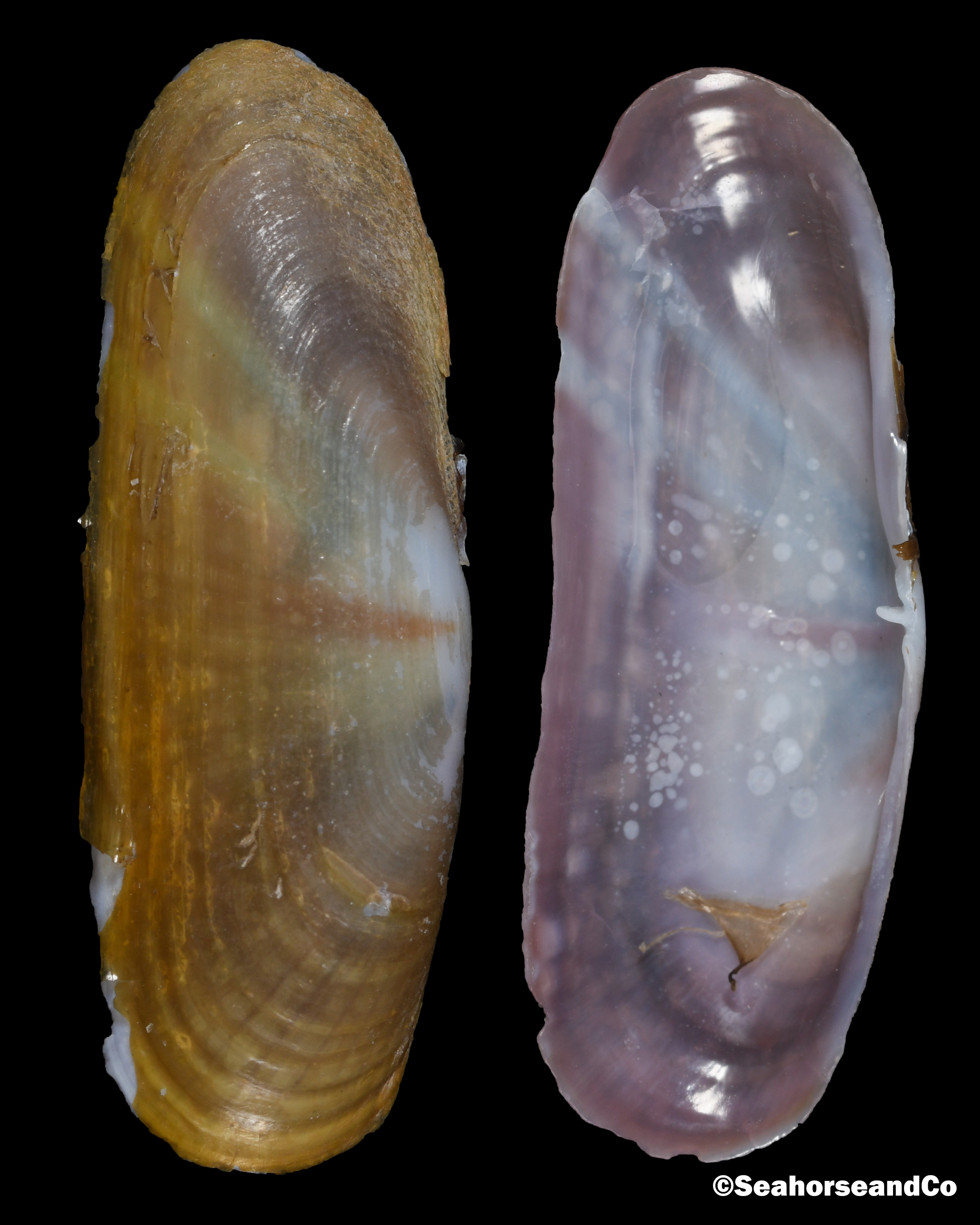 Purplish Tagelus: Tagelus divisus (Spengler, 1794)