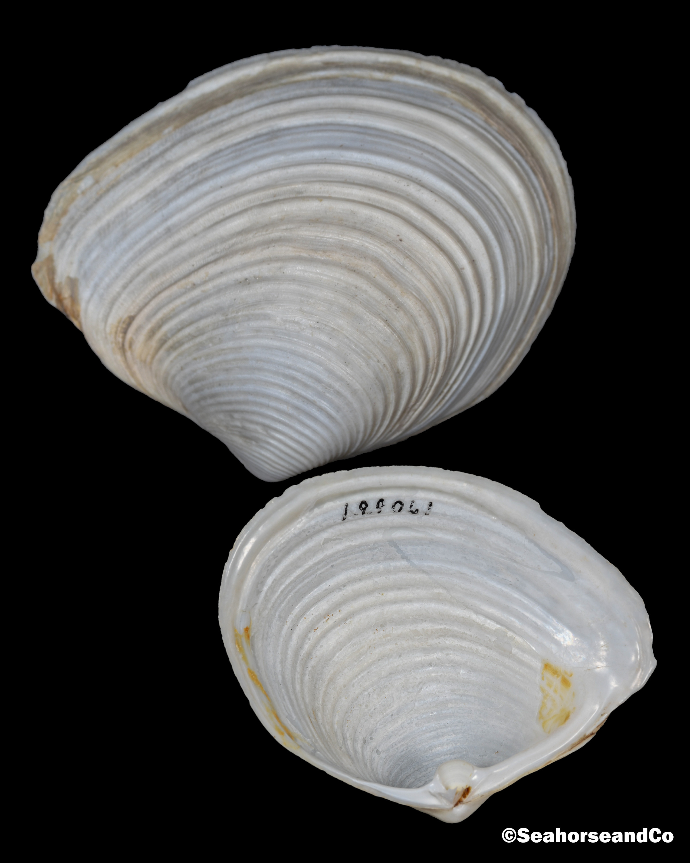 Channeled Duck Clam: Raeta plicatella (Lamarck, 1818)