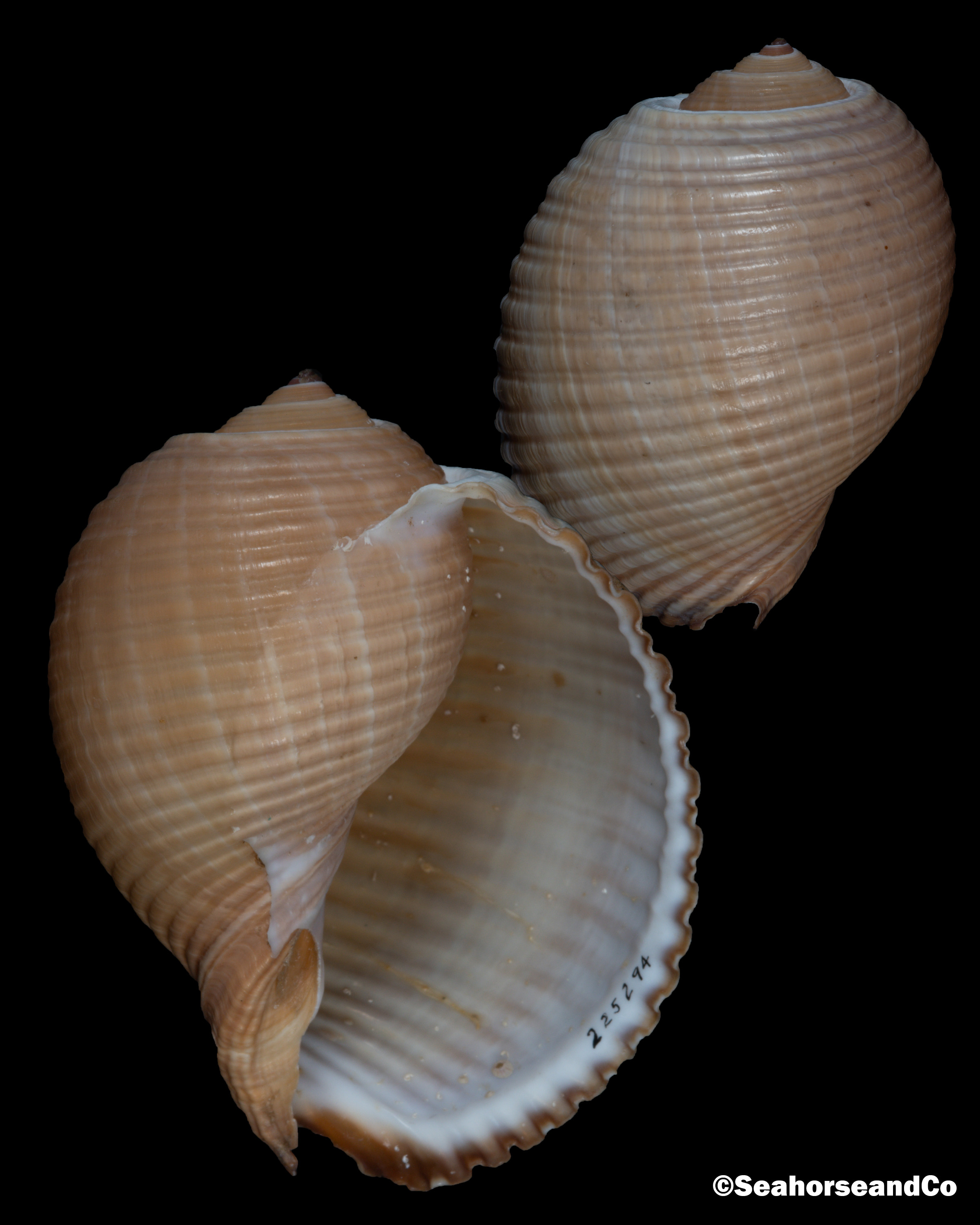 Giant Tun Snail: Tonna galea (Linnaeus, 1758)