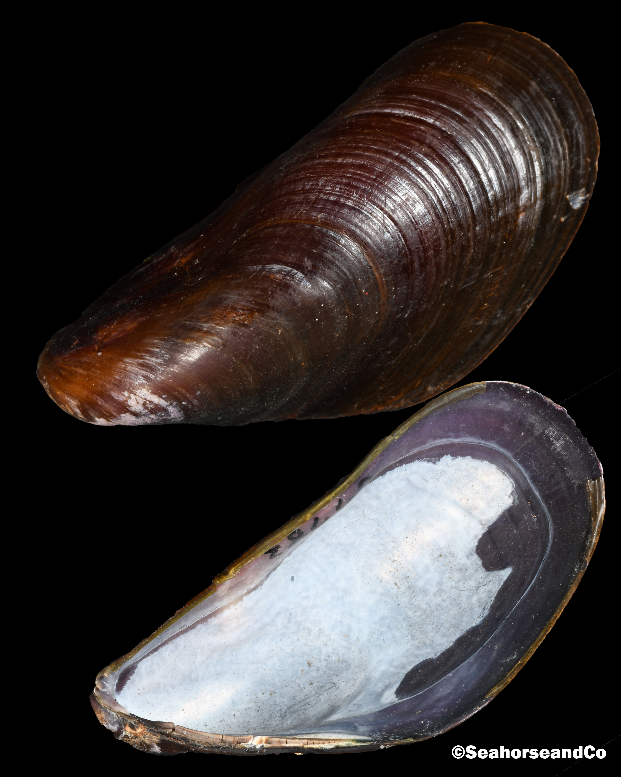 Northern Bay Mussel: Mytilus trossulus Gould, 1850