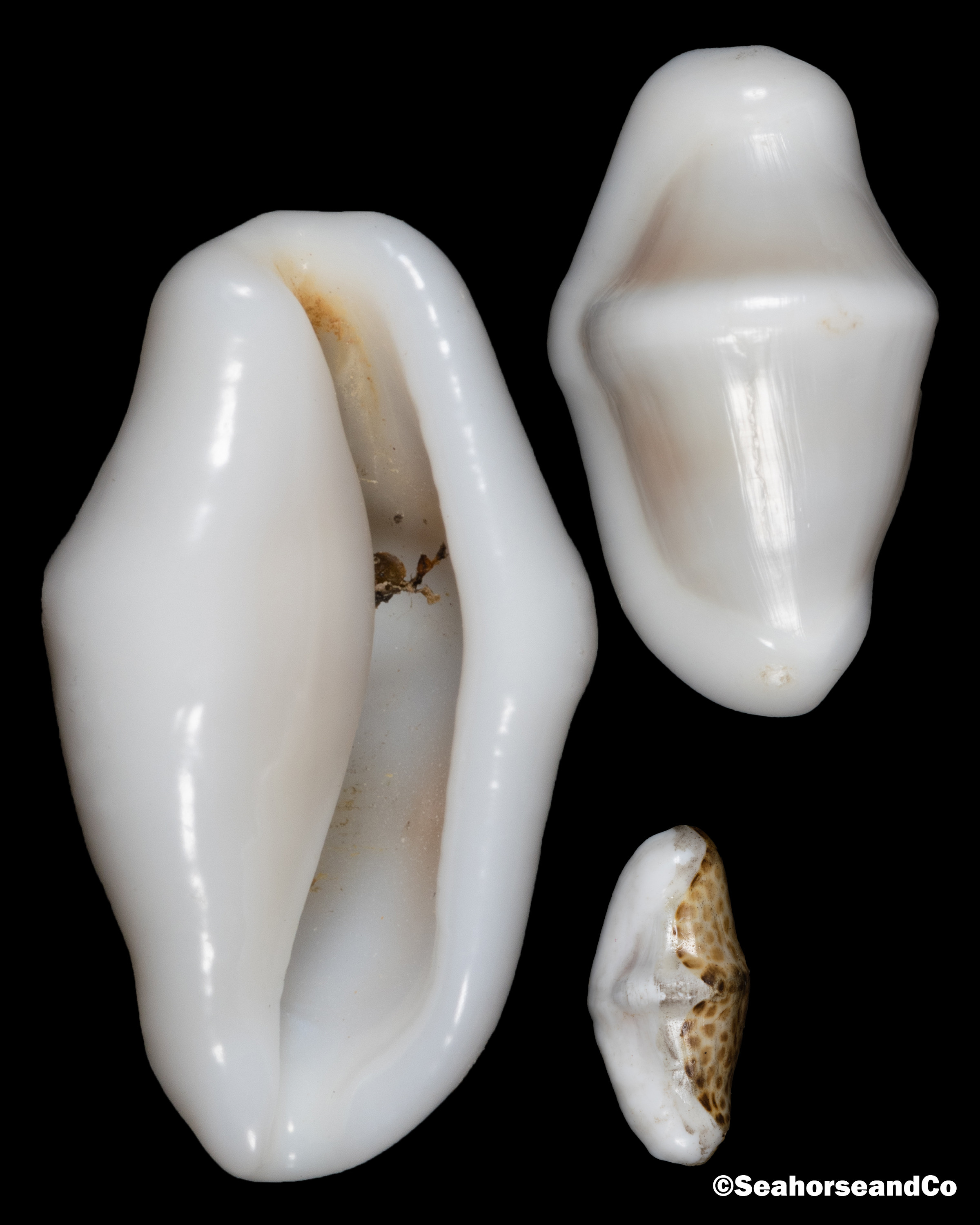 McGinty's Cyphoma: Cyphoma mcgintyi Pilsbry, 1939