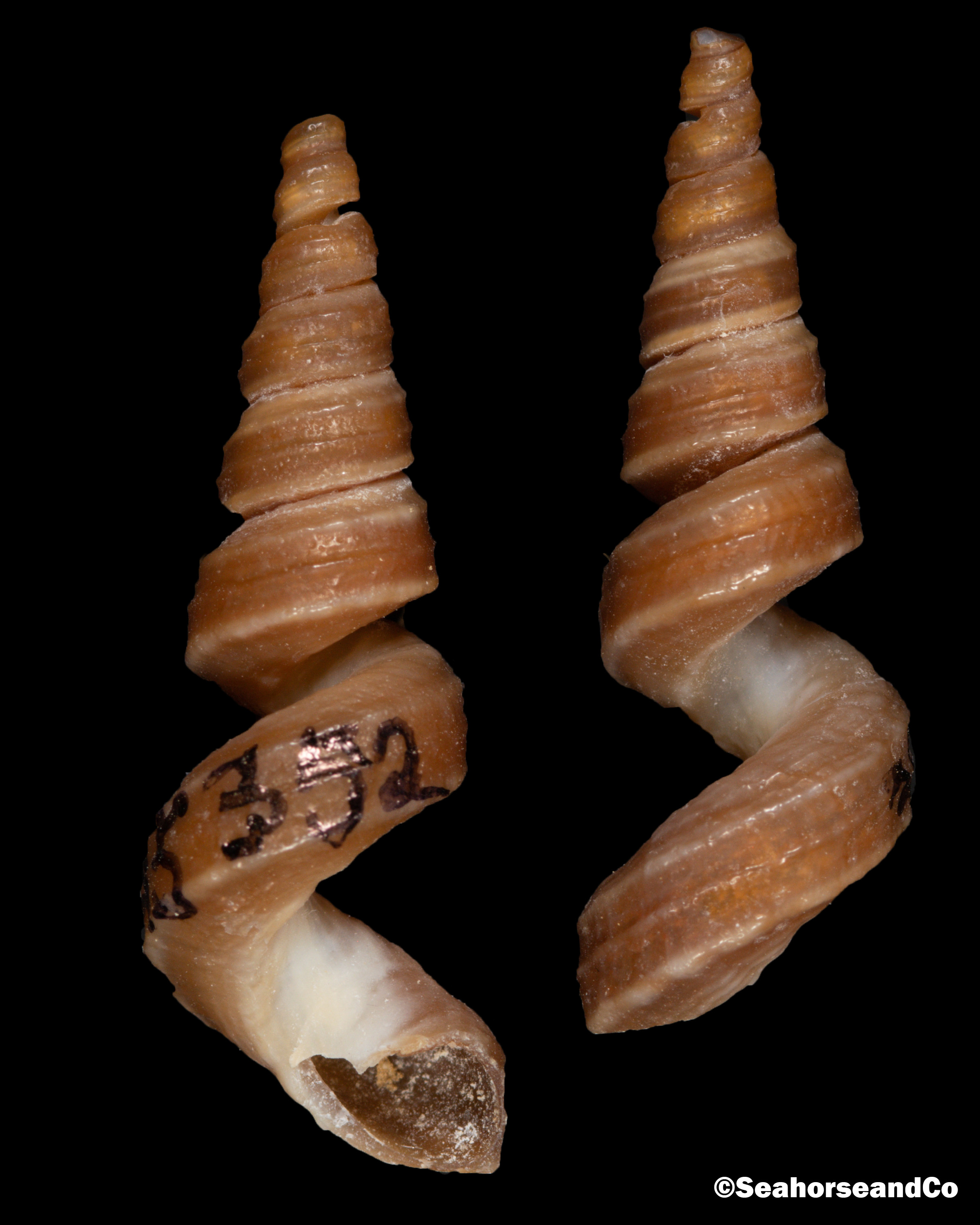 West Indian Worm Snail: Vermicularia spirata (Philippi, 1836)