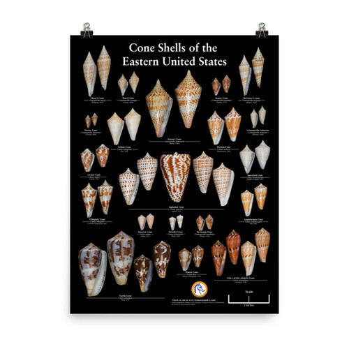 Cone Shells of the Eastern United States | Seahorse and Co