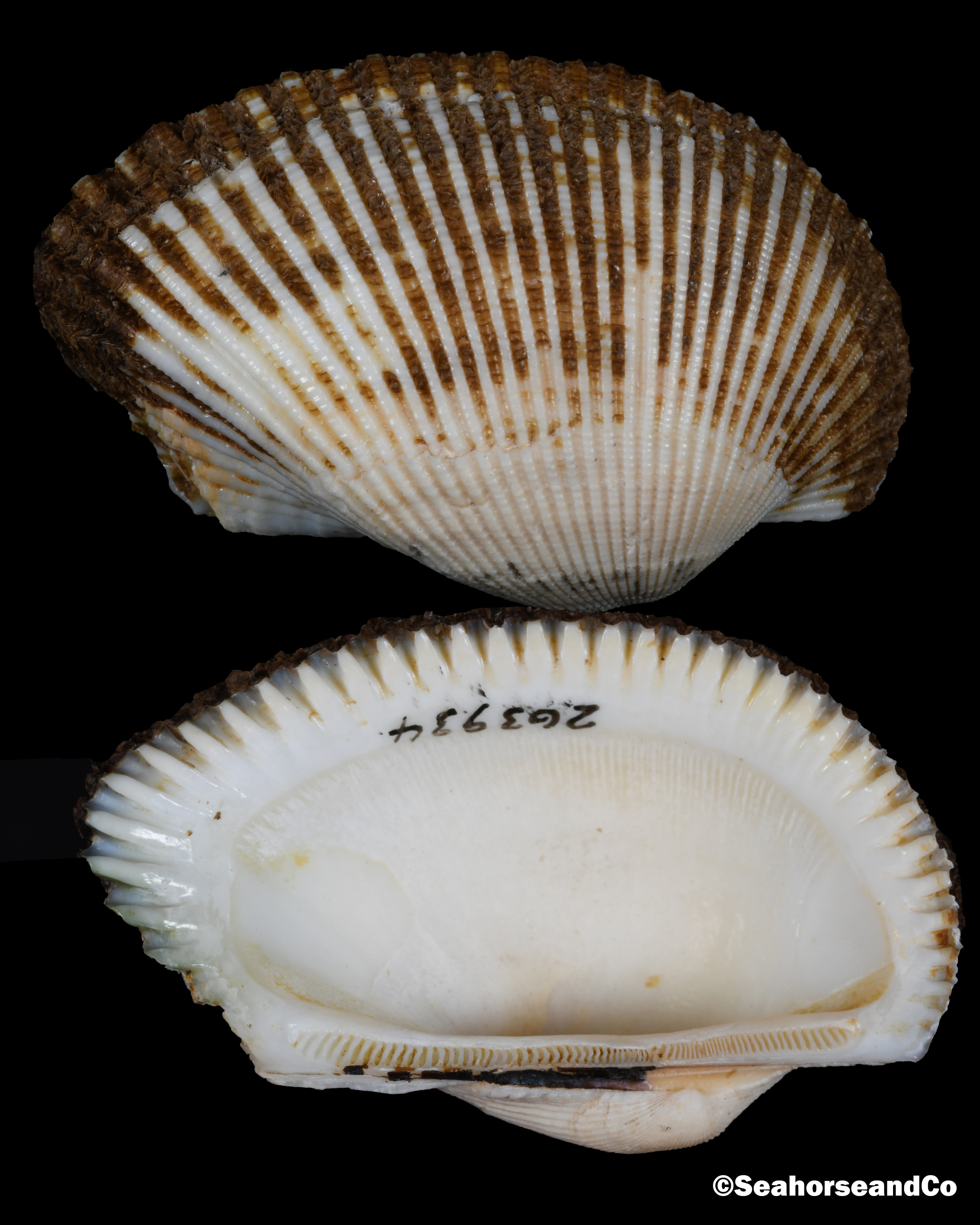 Transverse Ark: Anadara transversa (Say, 1822)