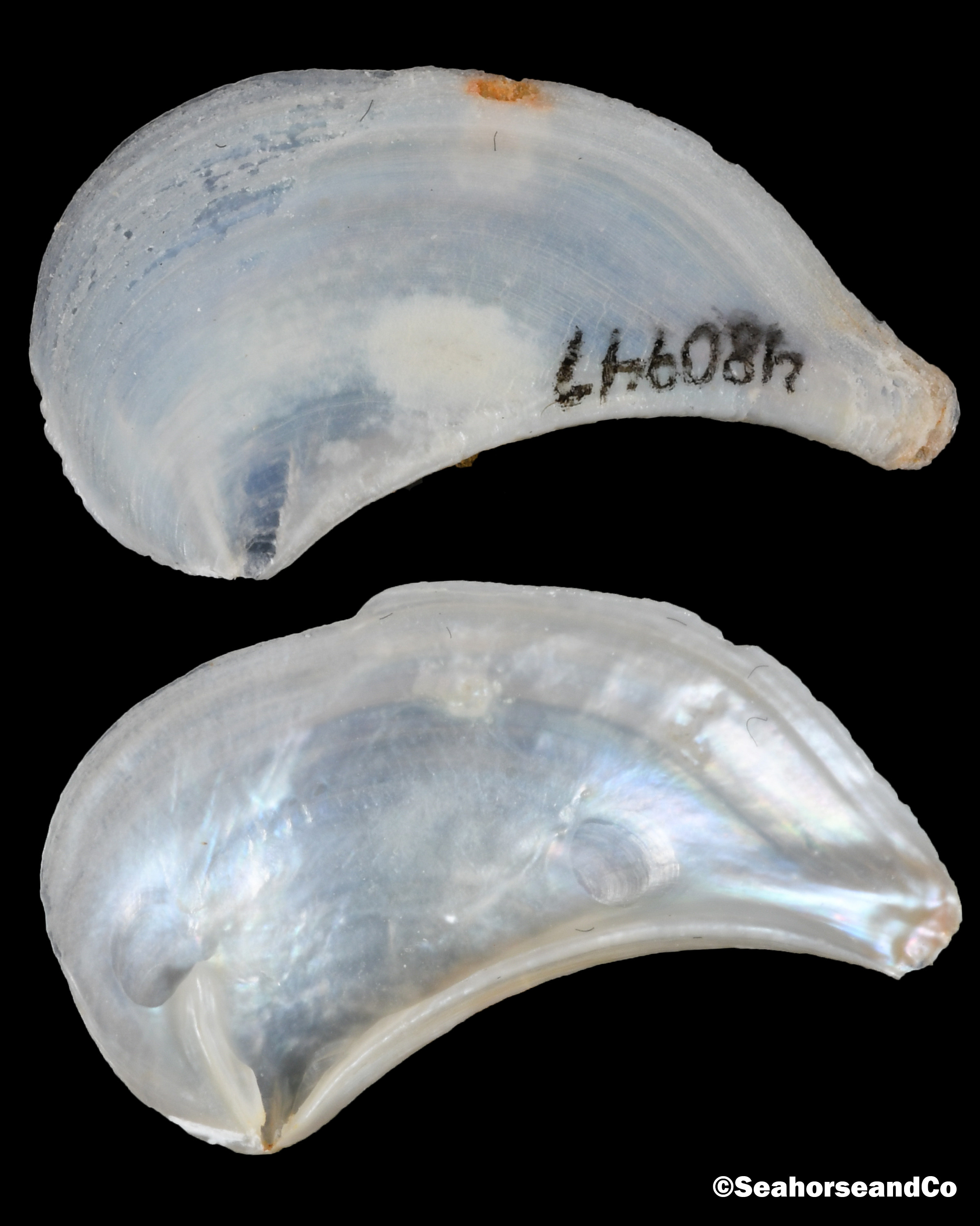 Three-lined Pandora: Pandora trilineata Say, 1822