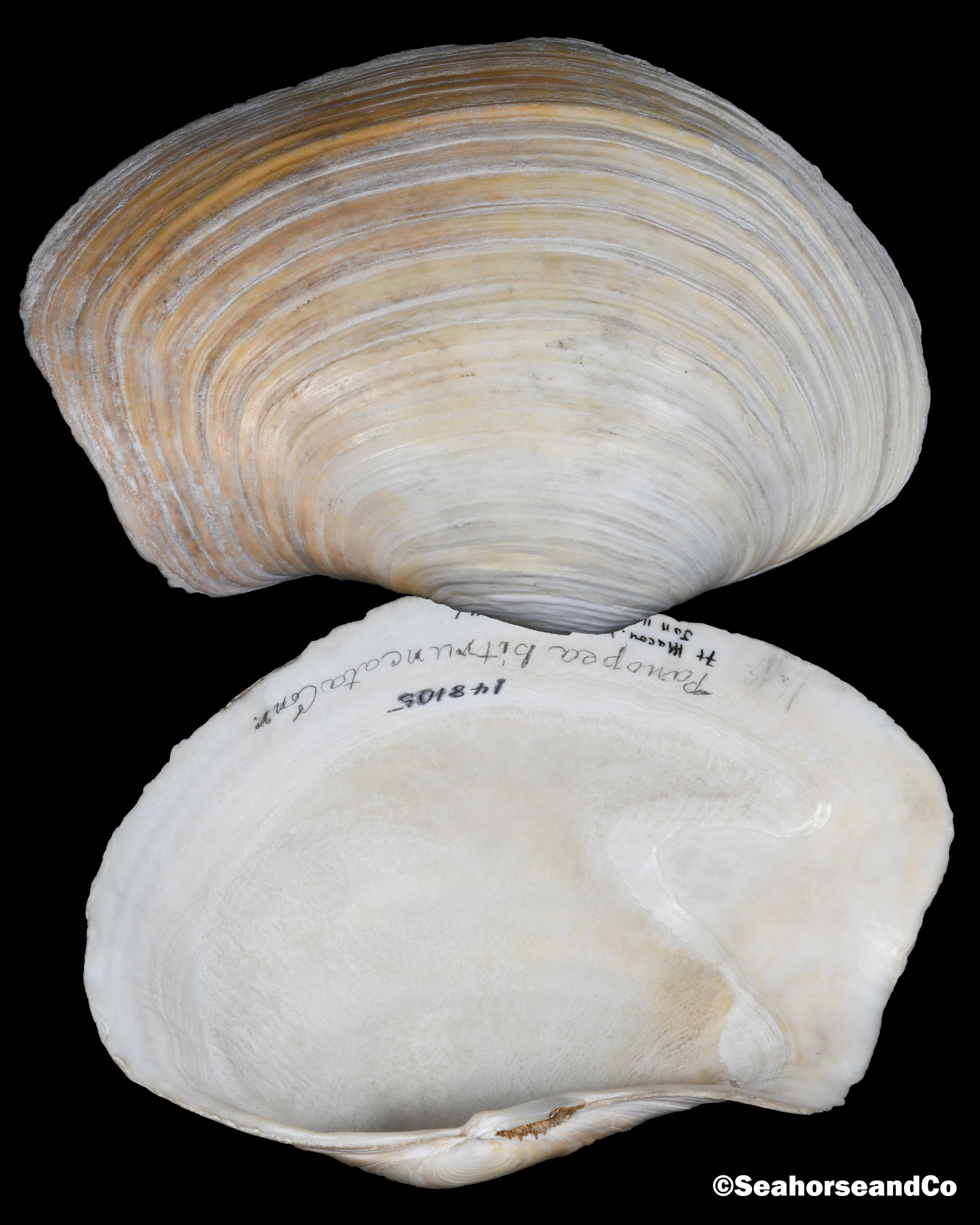 Atlantic Geoduck: Panopea bitruncata (Conrad, 1872)