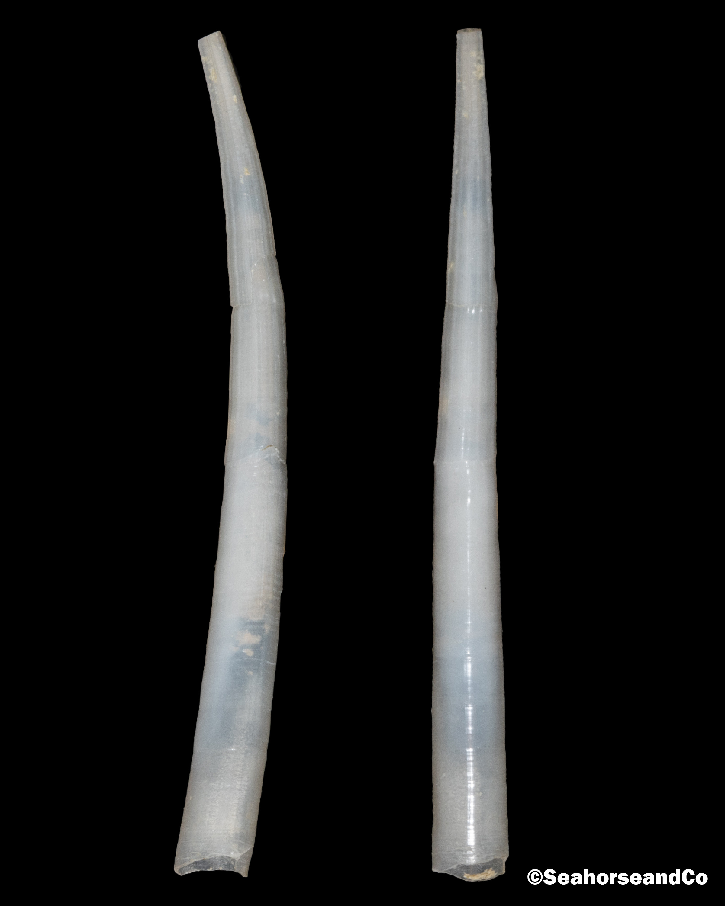 Gould Tusk Shell: Paradentalium gouldii (Dall, 1889)