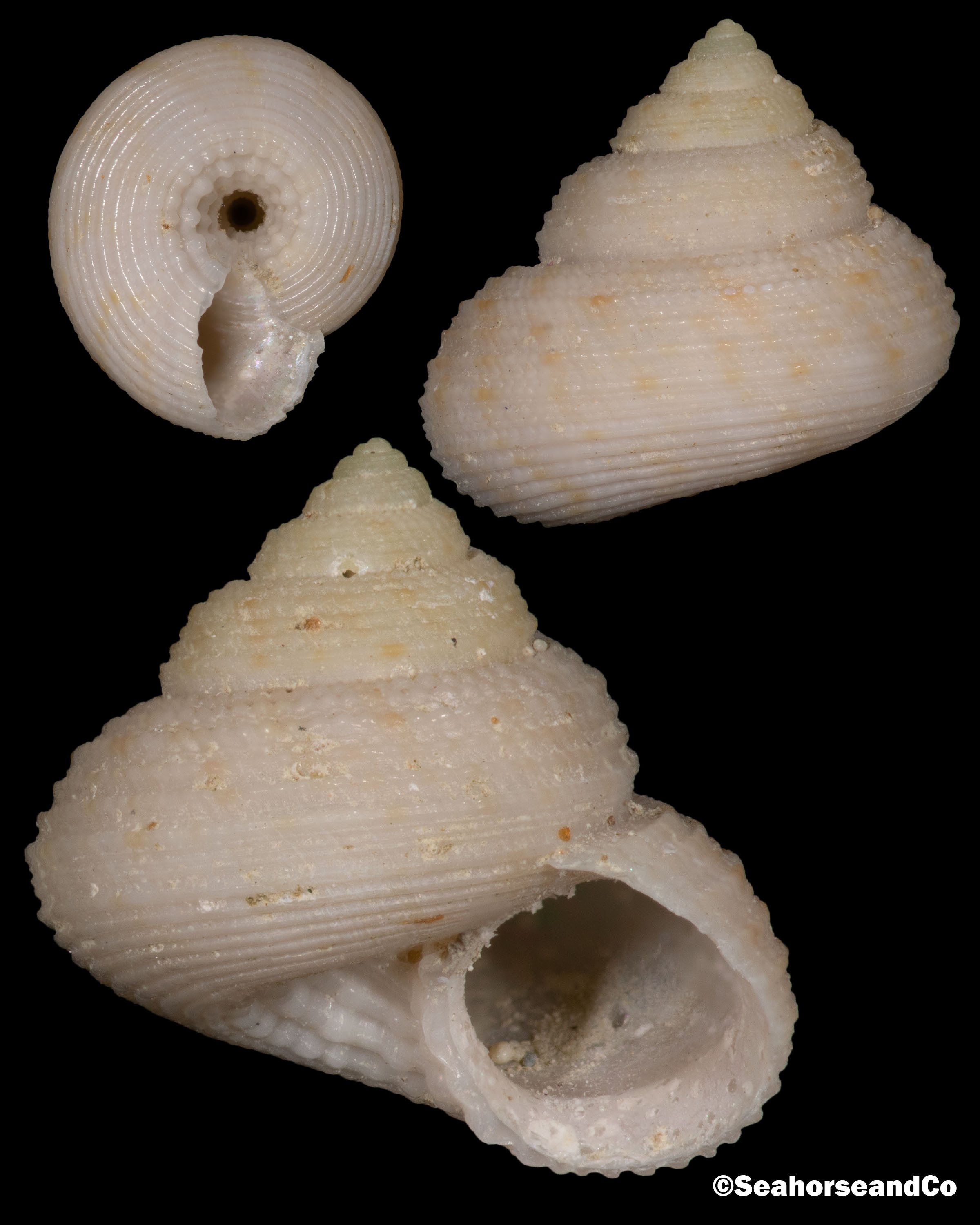 Channeled Solarelle: Solariella lacunella (Dall, 1881)