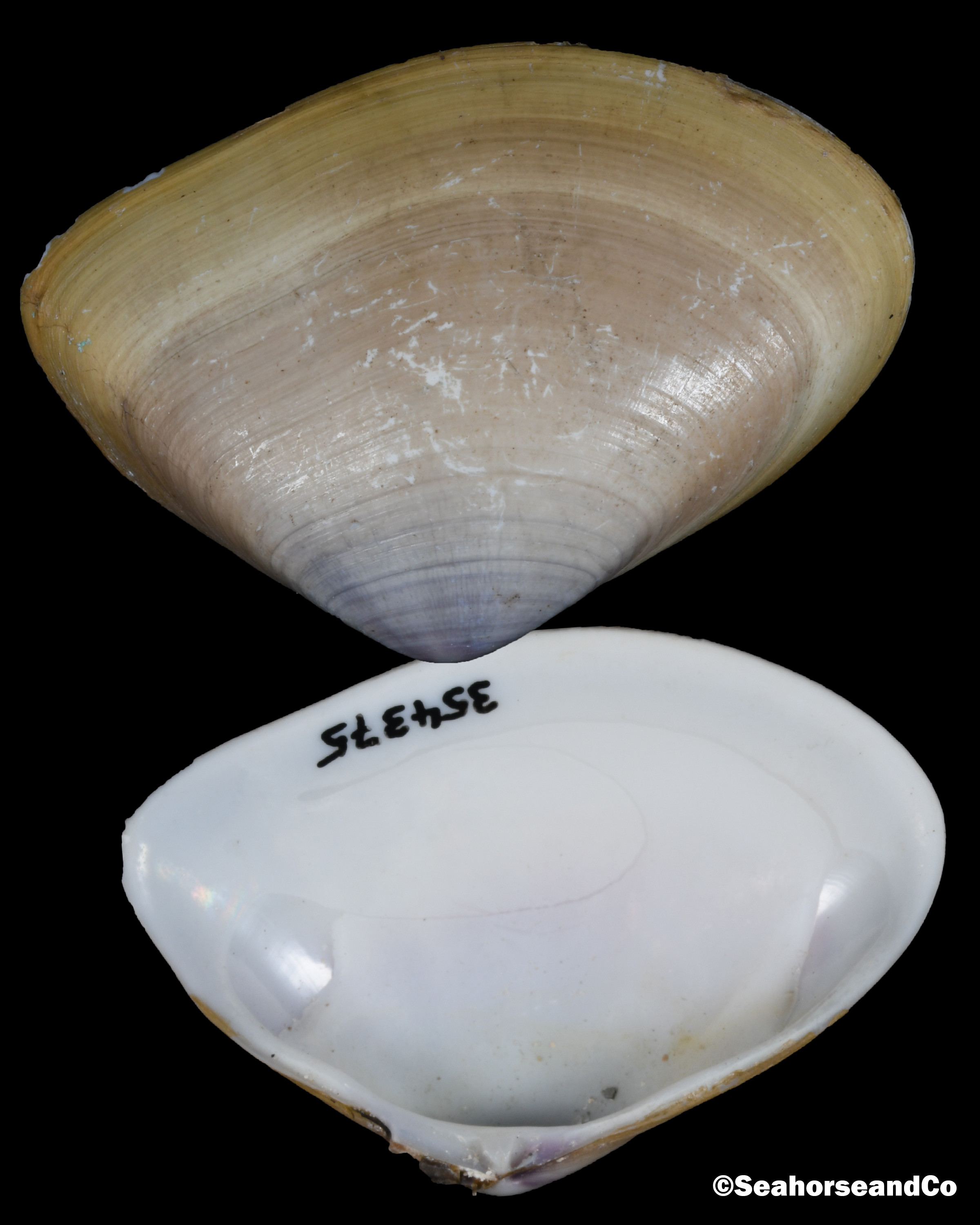 Giant Coquina Clam: Iphigenia brasiliensis (Lamarck, 1818)