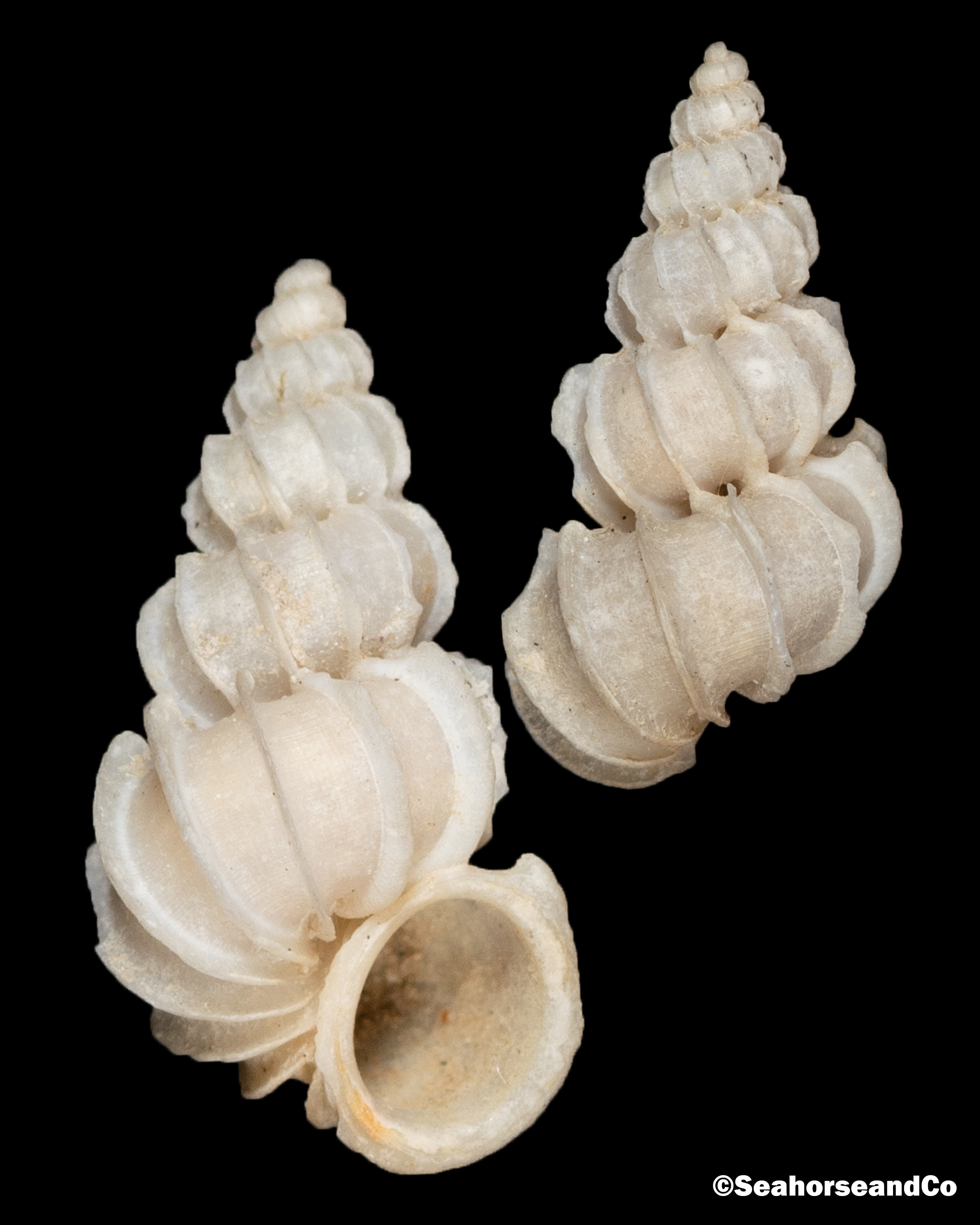 New England Wentletrap: Epitonium novangliae (Couthouy, 1838)