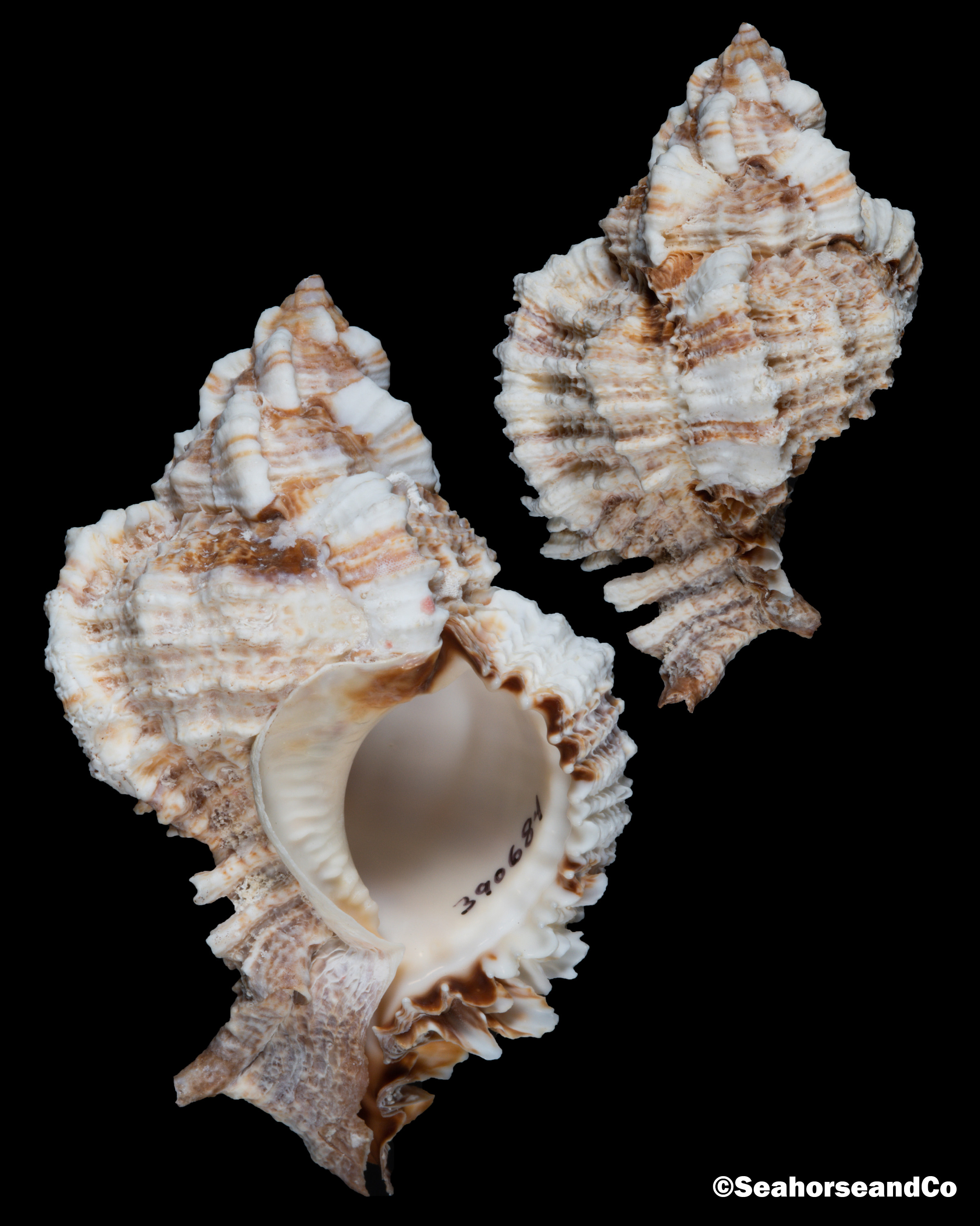 Apple Murex: Phyllonotus pomum (Gmelin, 1791)