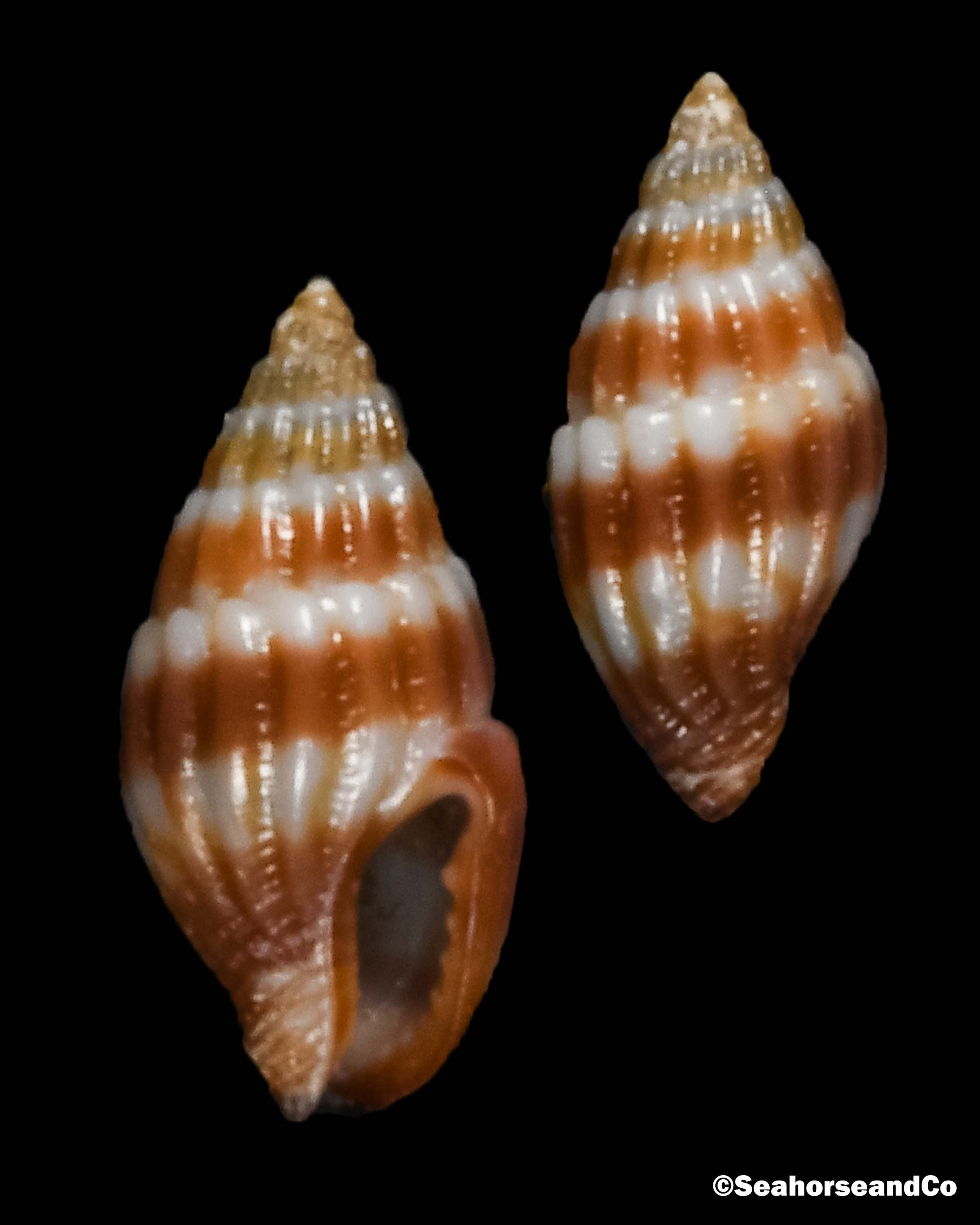 Fat Dove Snail: Parvanachis obesa (C. B. Adams, 1845)