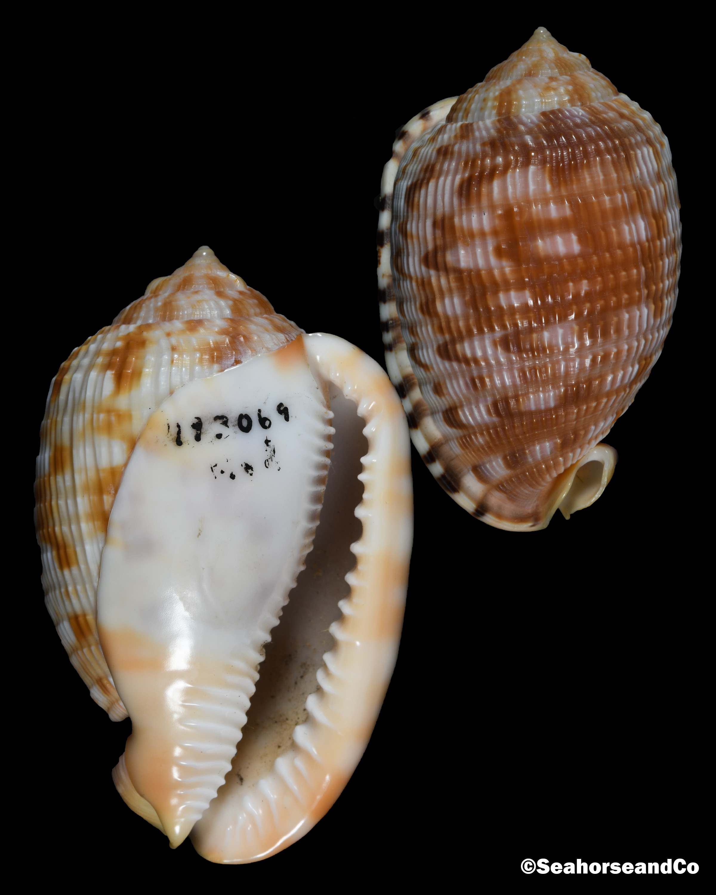 Reticulated Cowry Helmet: Cypraecassis testiculus (Linnaeus, 1758)