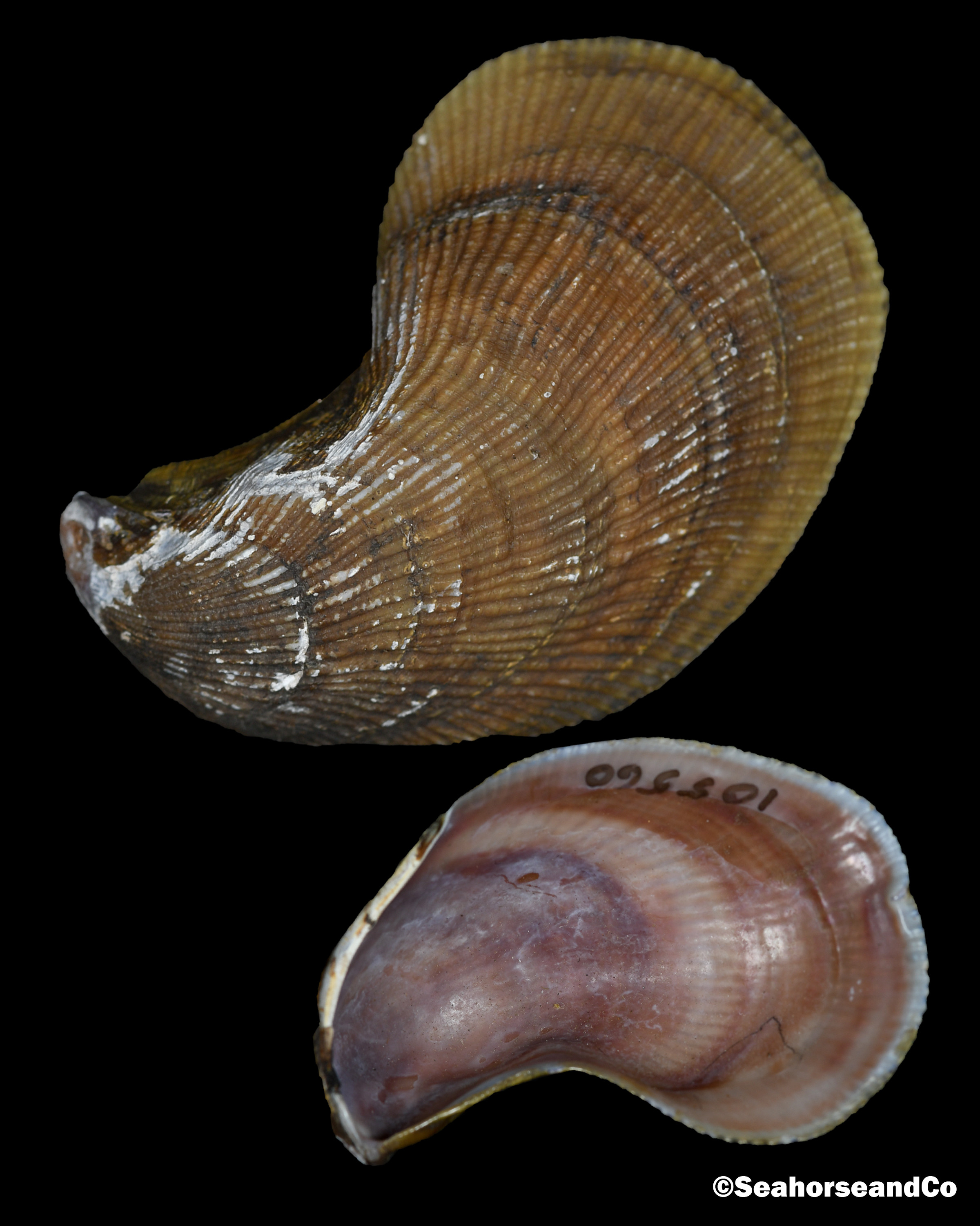 Hooked Mussel: Ischadium recurvum (Rafinesque, 1820)