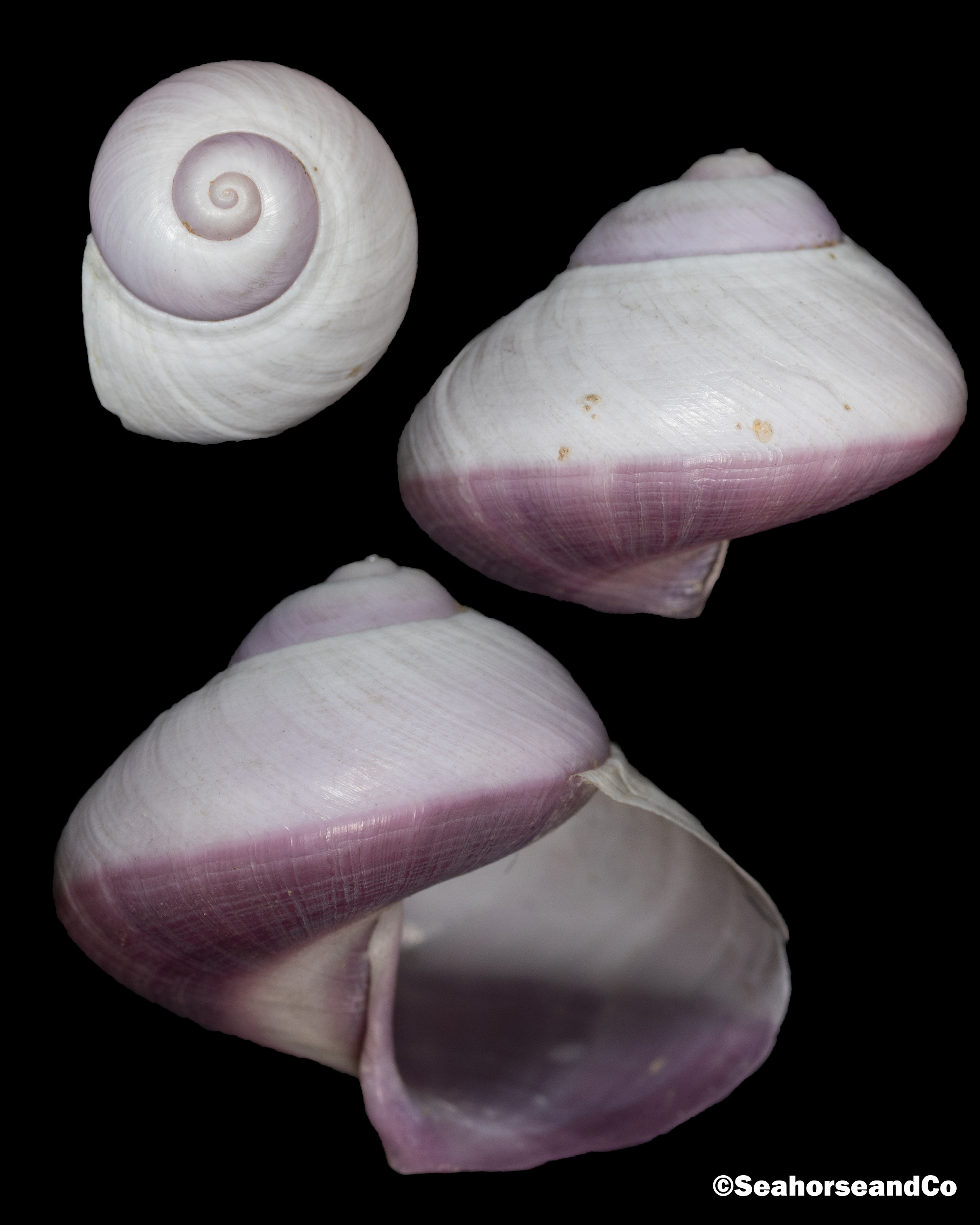 Violet Sea Snail: Janthina janthina (Linnaeus, 1758)