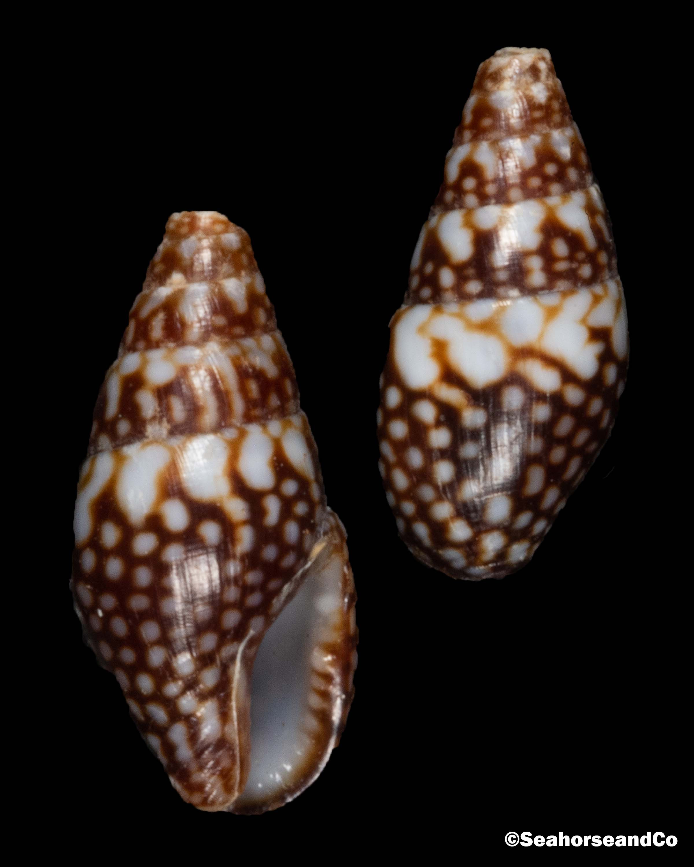 Mitrella ocellata: Mitrella ocellata (Gmelin, 1791)