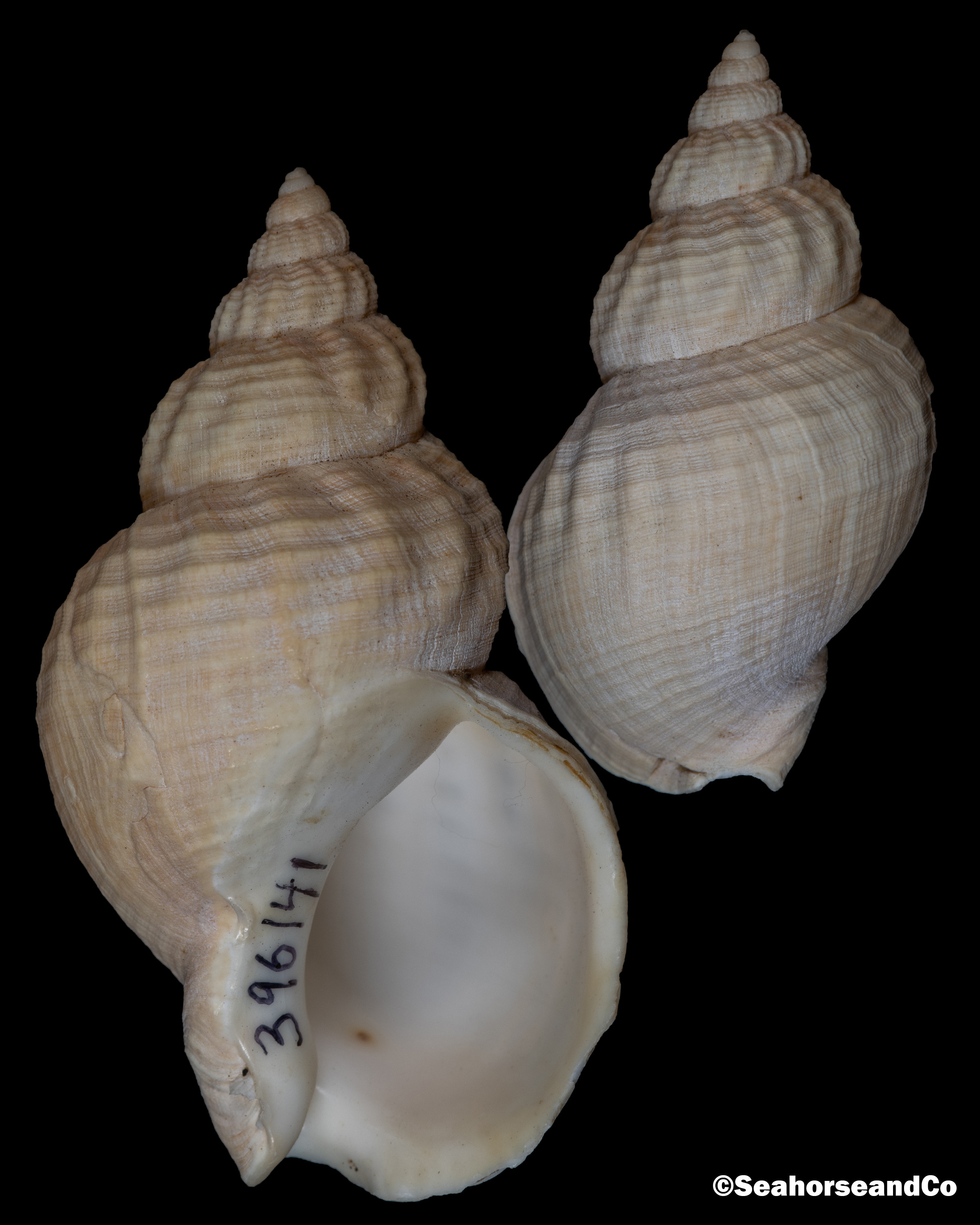 Common Whelk: Buccinum undatum Linnaeus, 1758