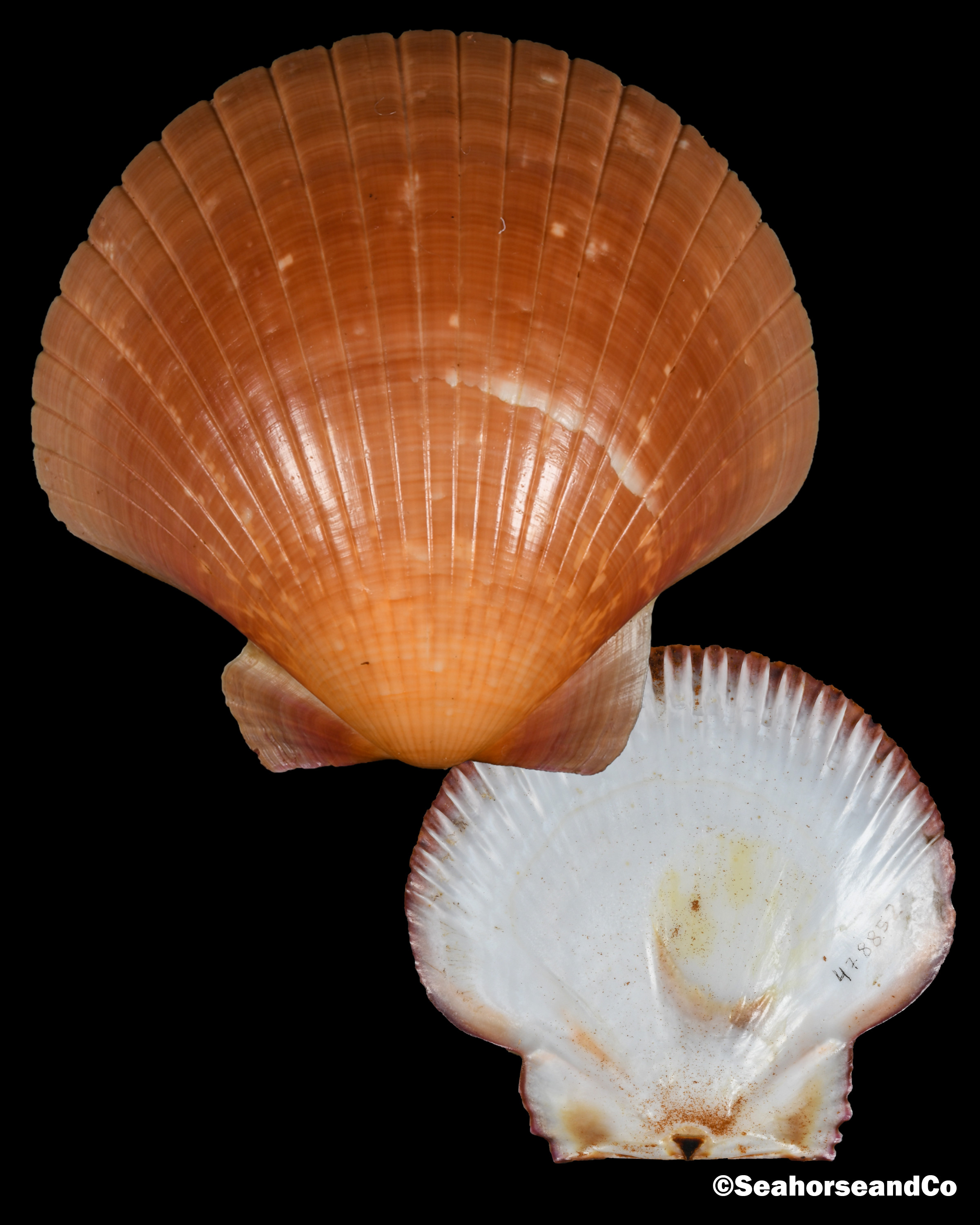 Zigzag Scallop: Euvola ziczac (Linnaeus, 1758)