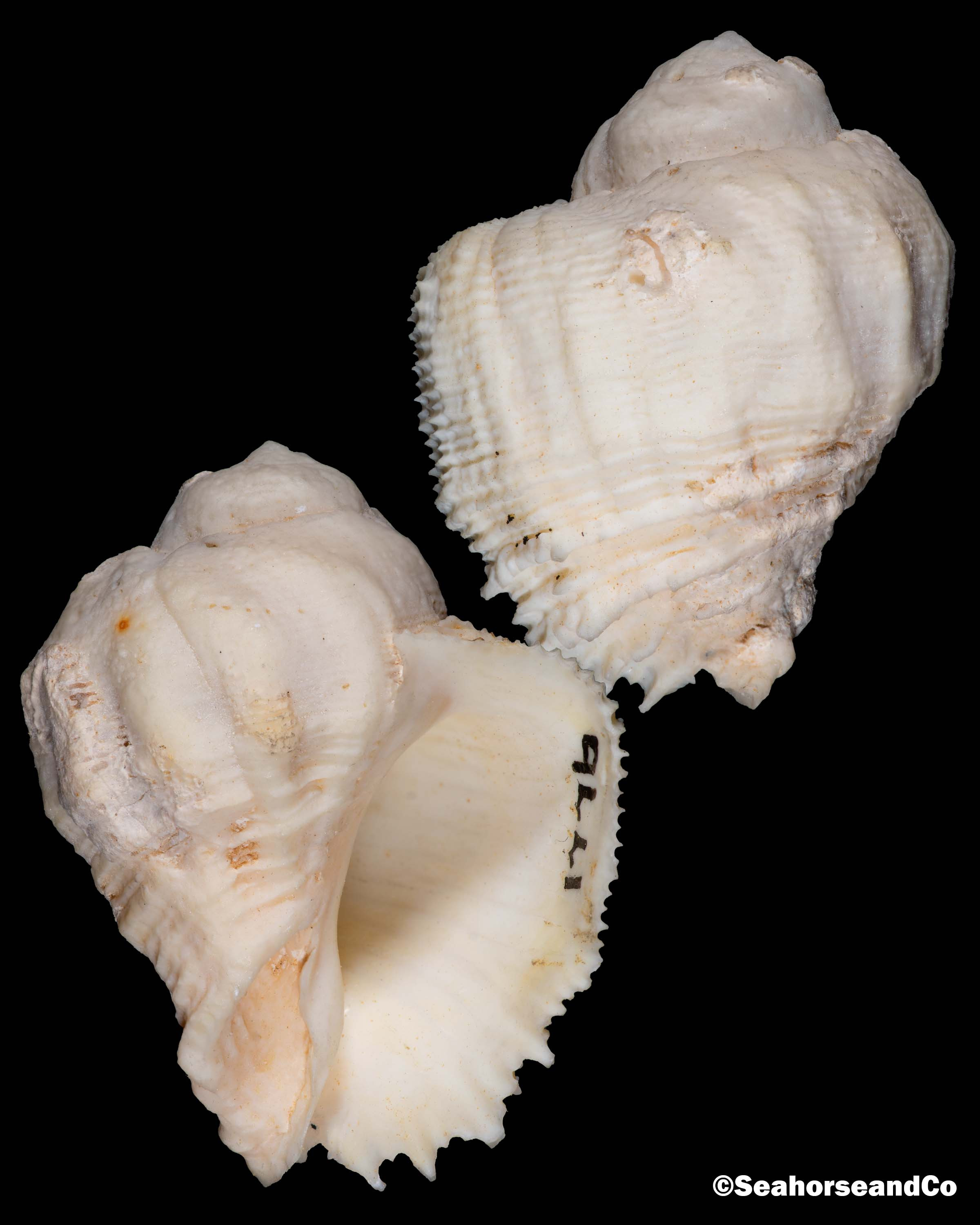 South Seas Coral Shell: Coralliophila erosa (Röding, 1798)