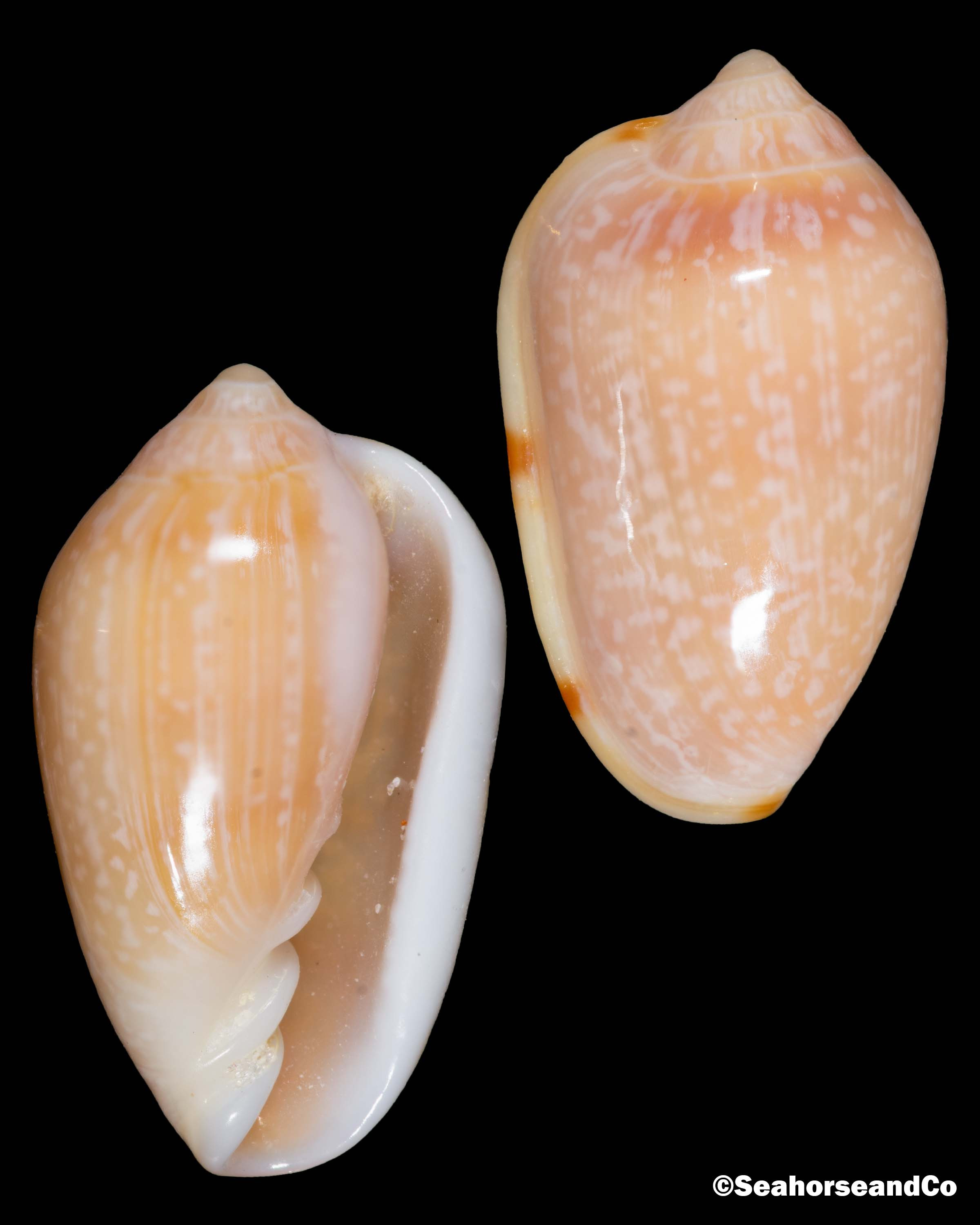 Seaboard Marginella: Prunum roscidum (Redfield, 1860)