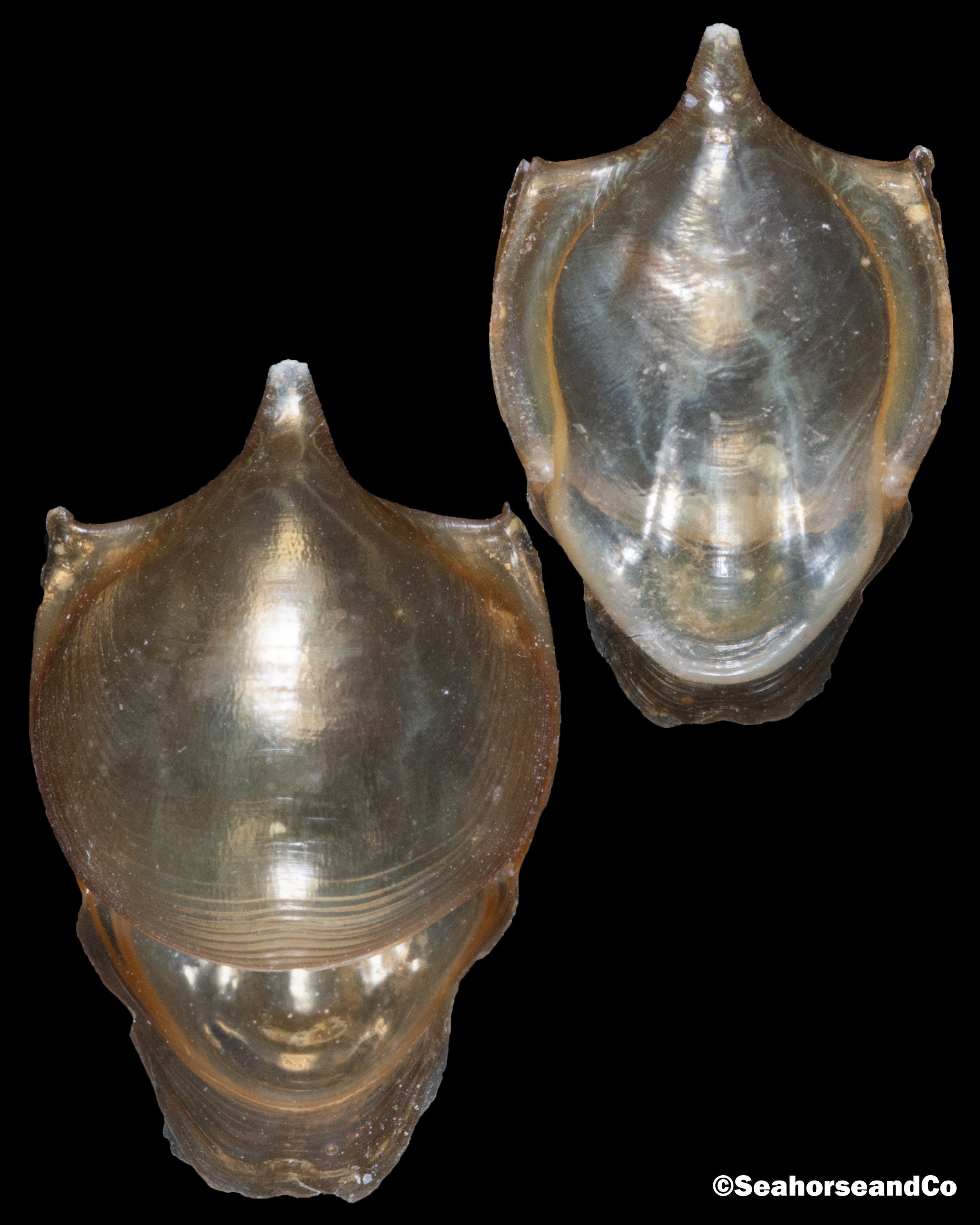 Three-toothed Cavoline: Cavolinia tridentata (Forsskal [in Niebuhr], 1775)