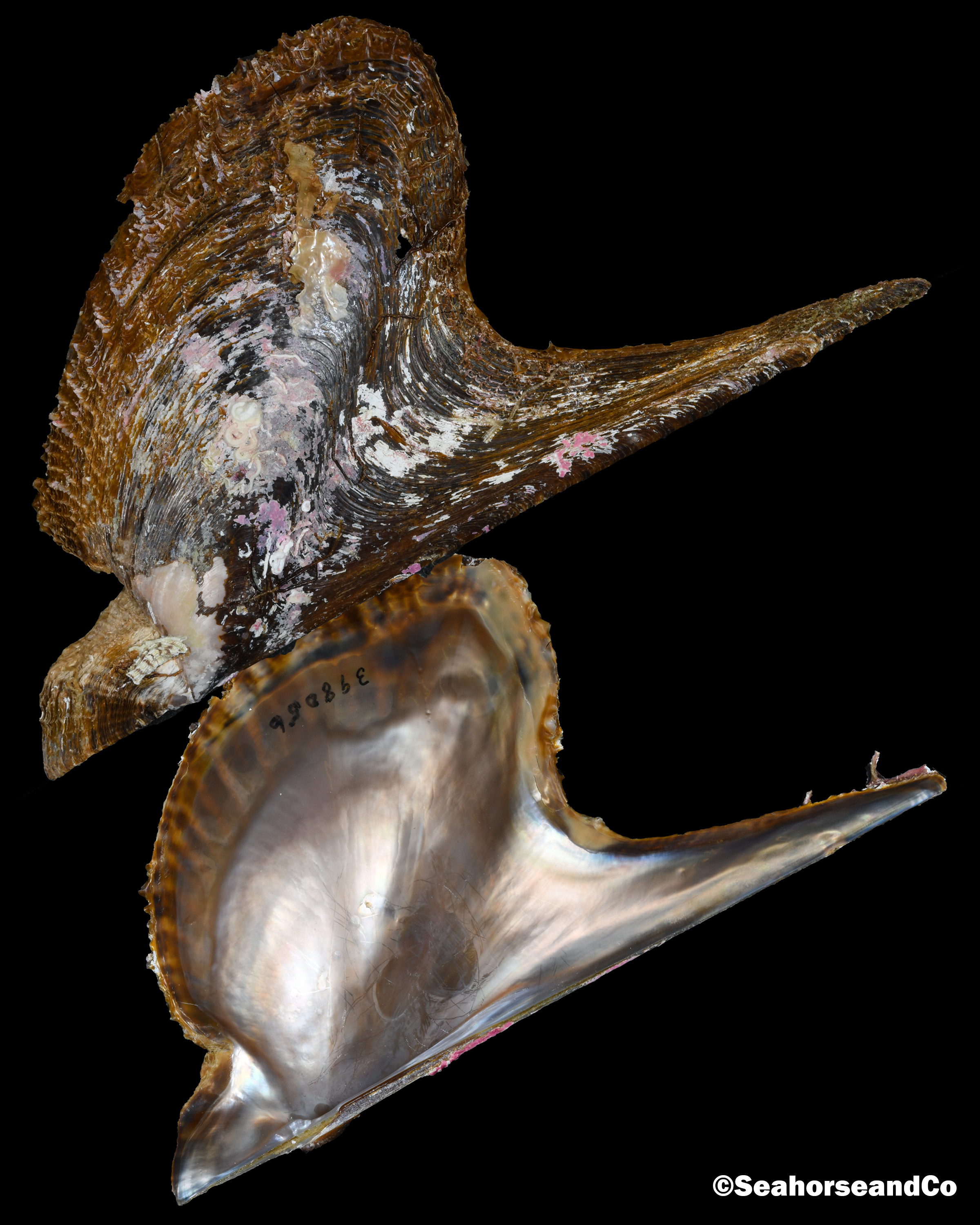 Atlantic Winged Oyster: Pteria colymbus (Roding, 1798)