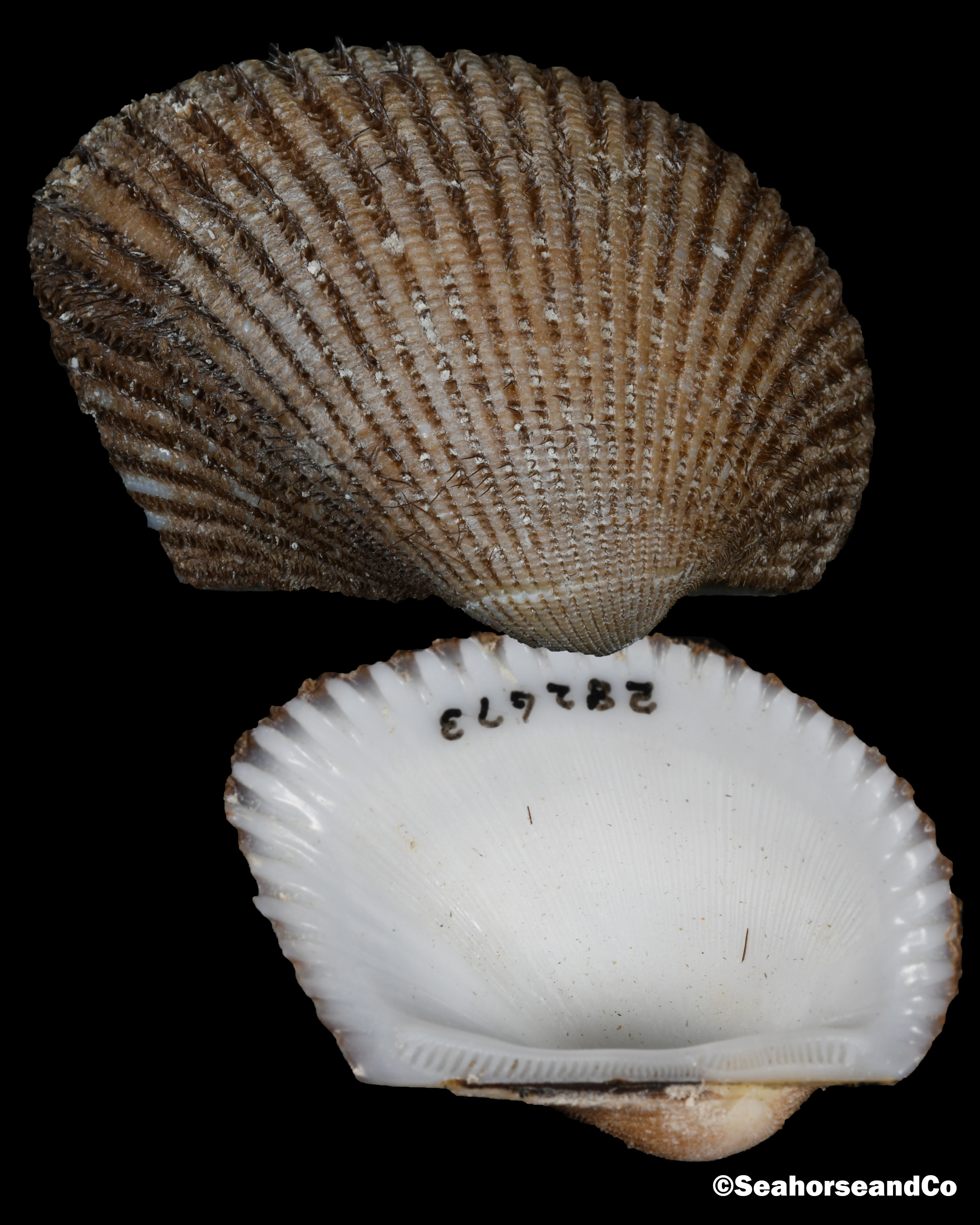 Eared Ark: Anadara notabilis (Roding, 1798)