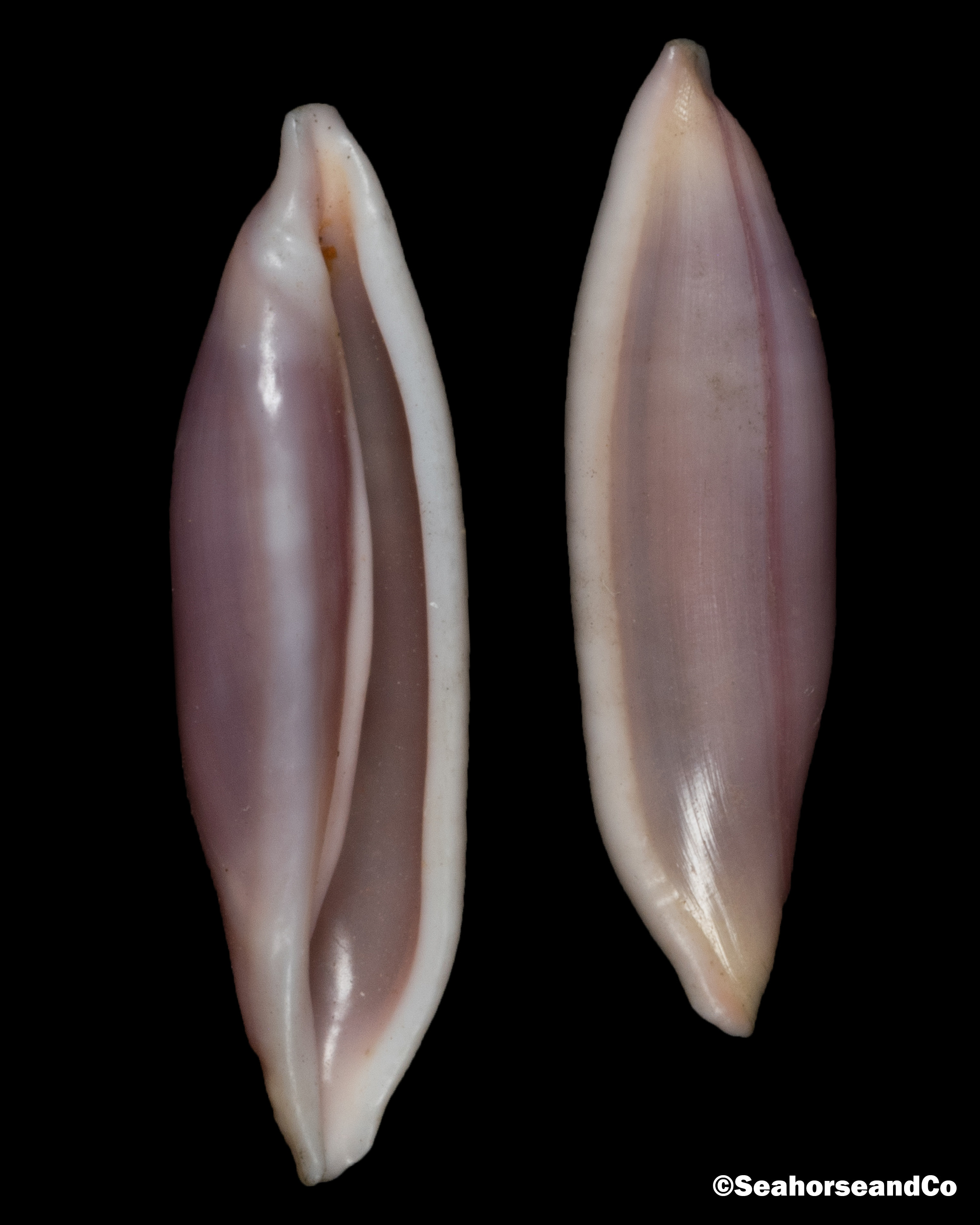 One-toothed Simnia: Simnialena uniplicata (G. B. Sowerby II, 1849)