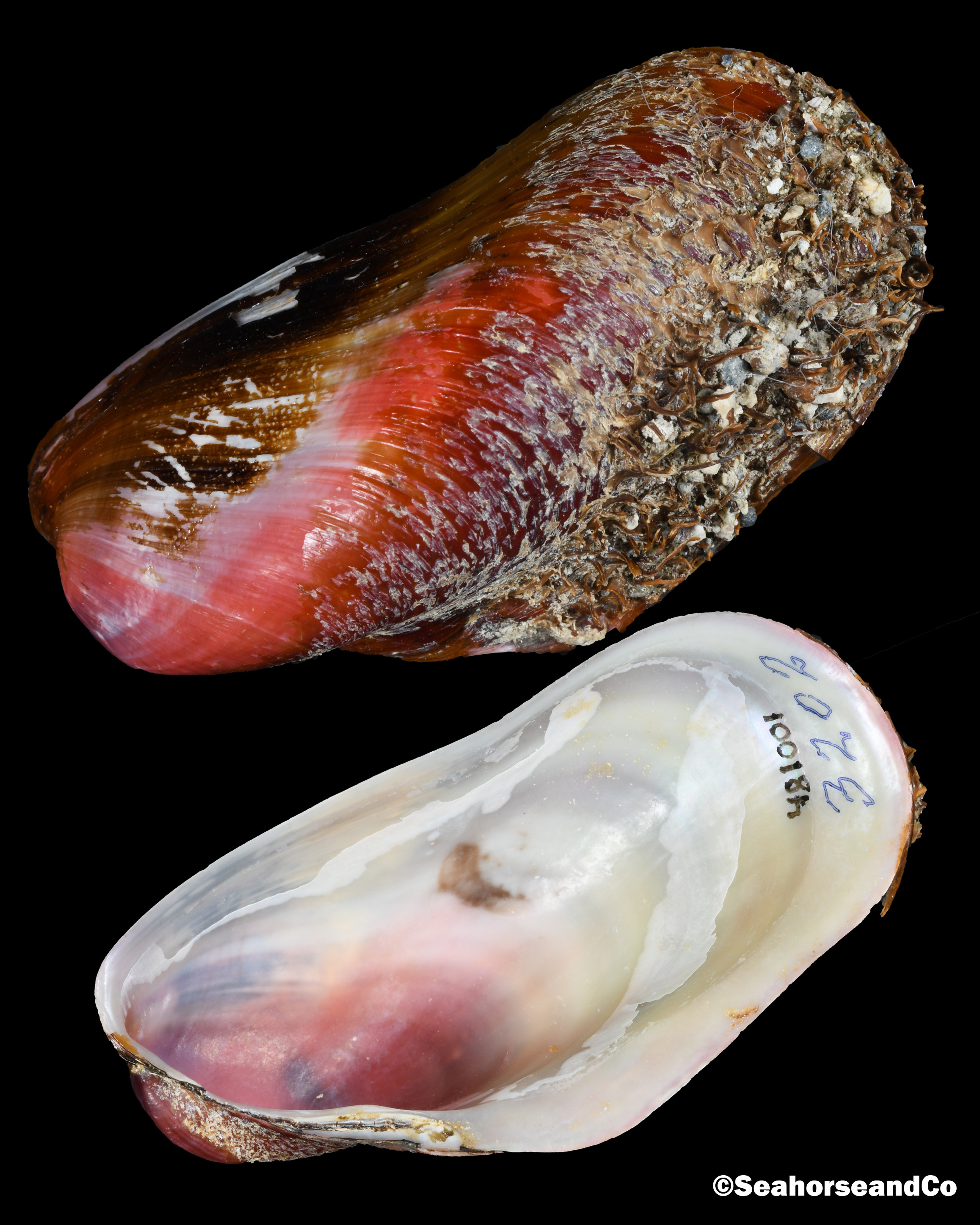 Tulip Mussel: Modiolus americanus (Leach, 1815)