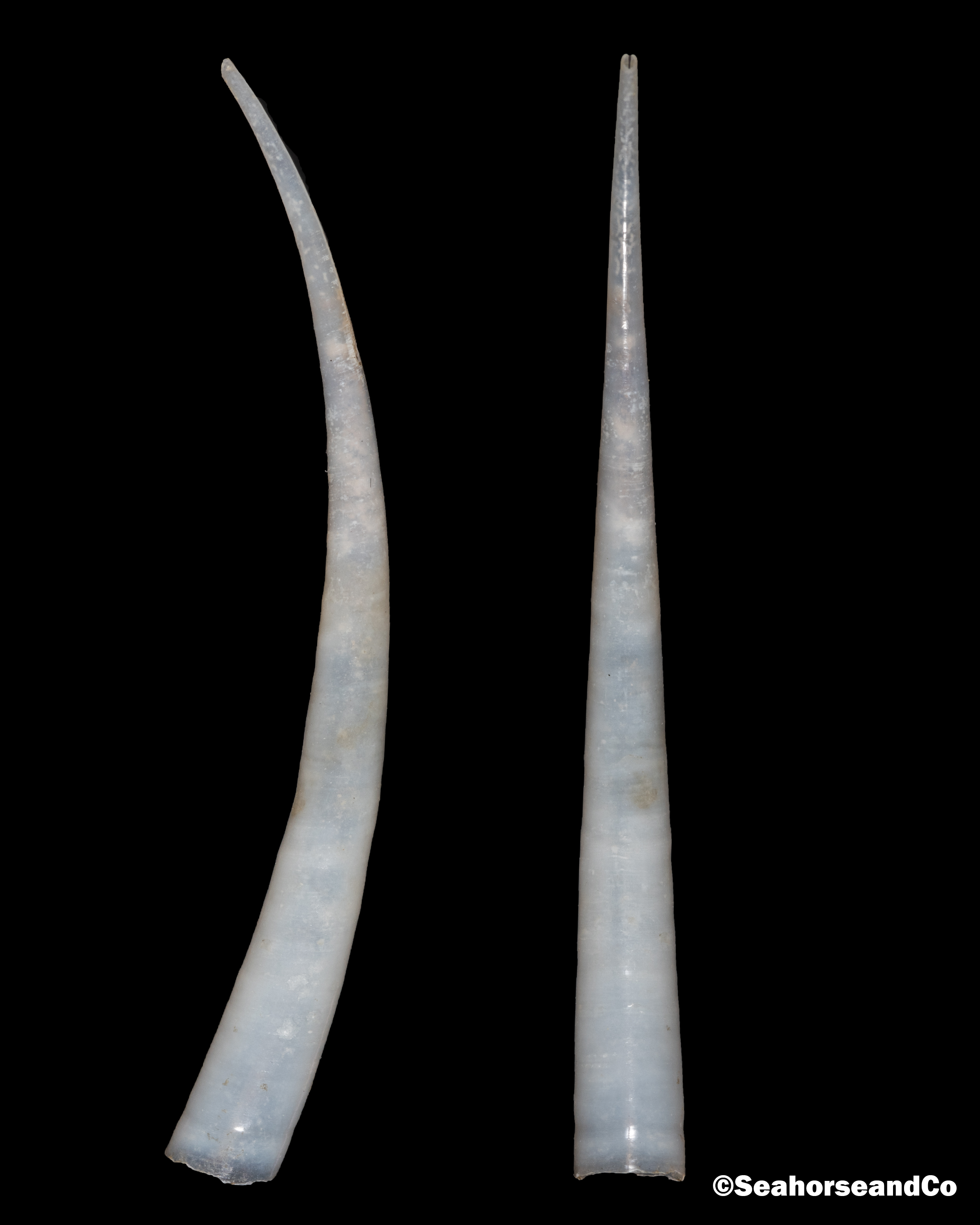 Narrow-slit Tusk Shell: Fustiaria stenoschiza (Pilsbry & Sharp, 1897)