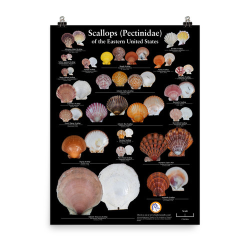 Scallops of the Eastern United States | Seahorse and Co