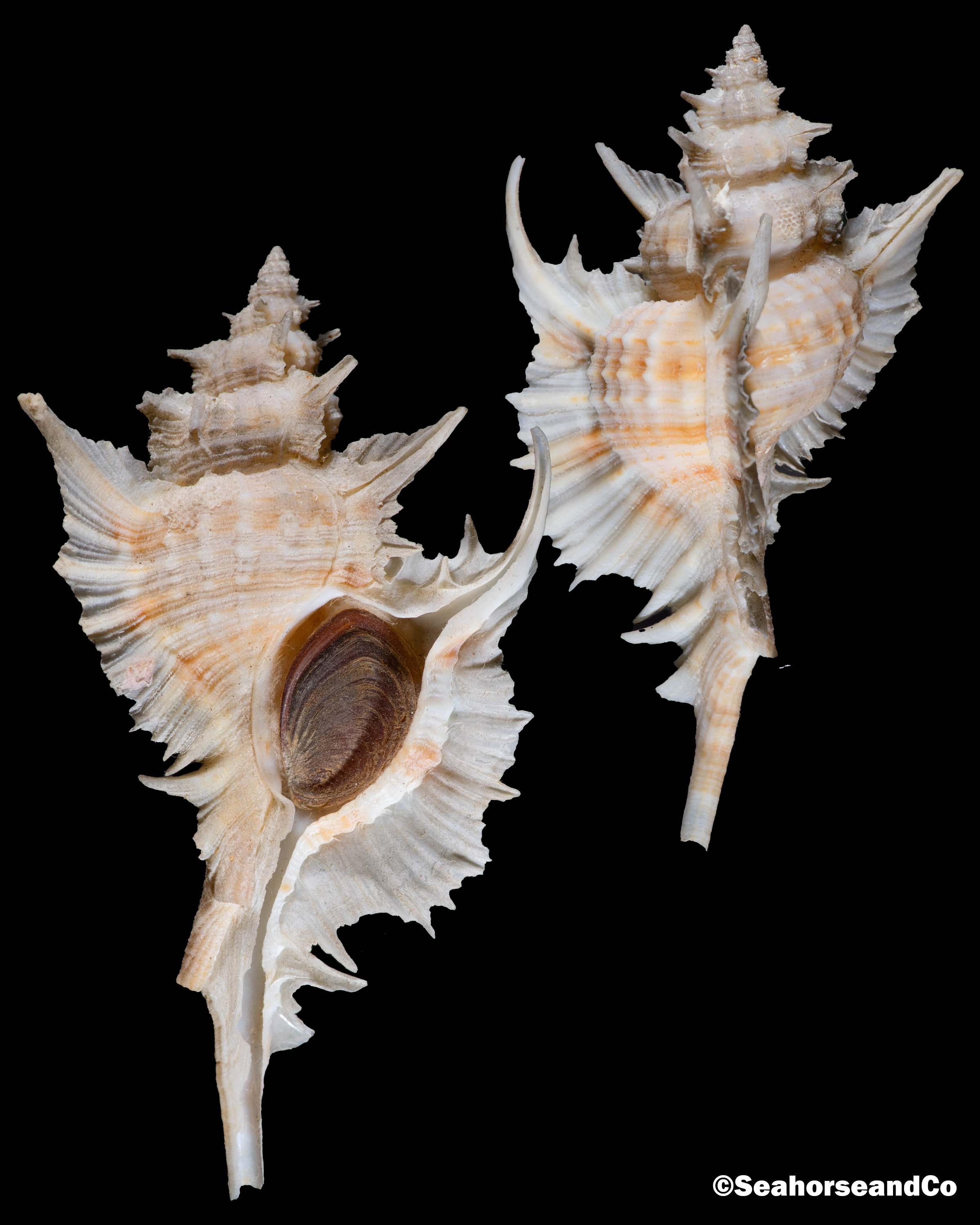 Beau's Murex : Siratus beauii (P. Fischer & Bernardi, 1857)